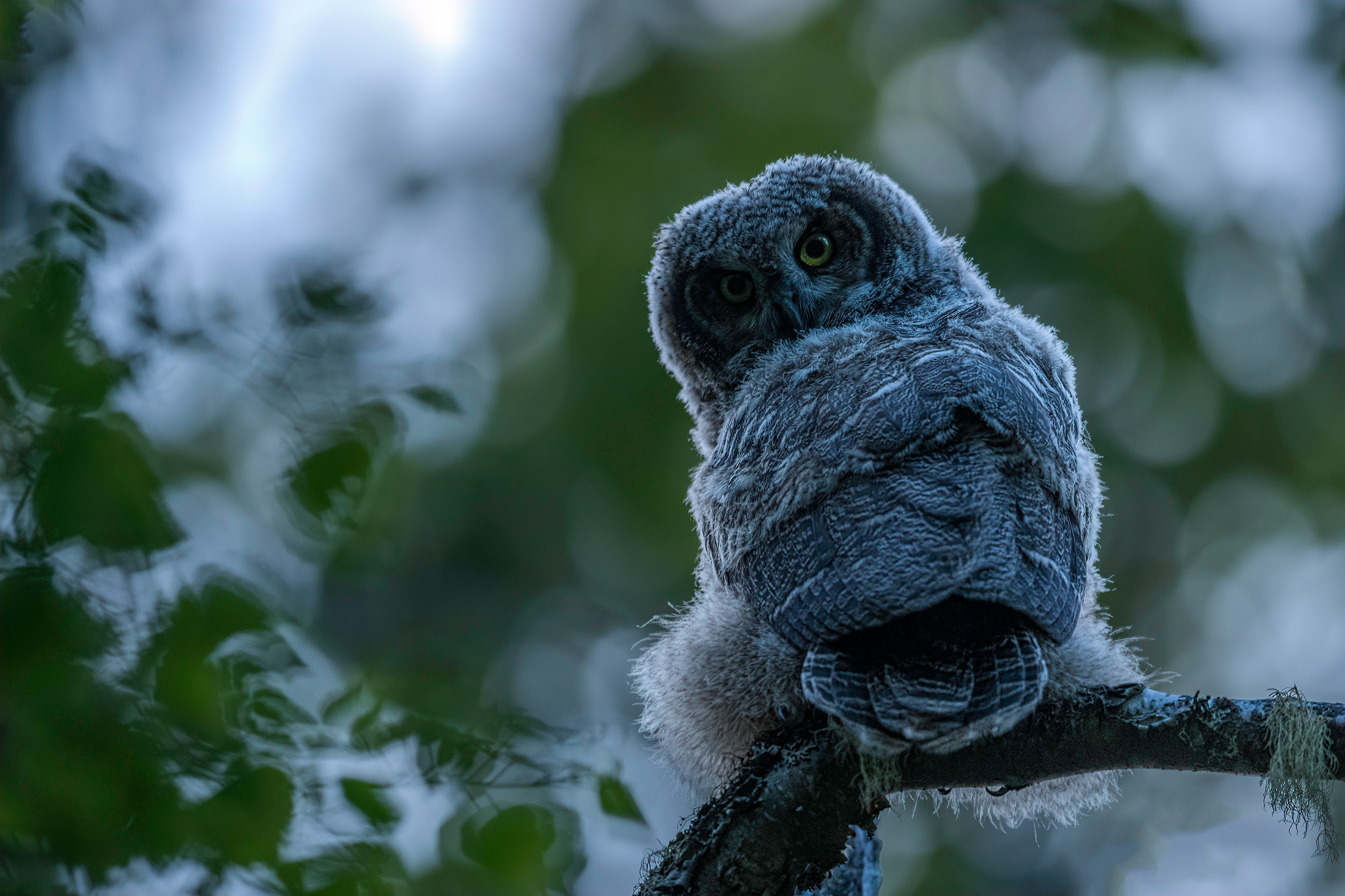 Download Bokeh Bird Animal Owl HD Wallpaper