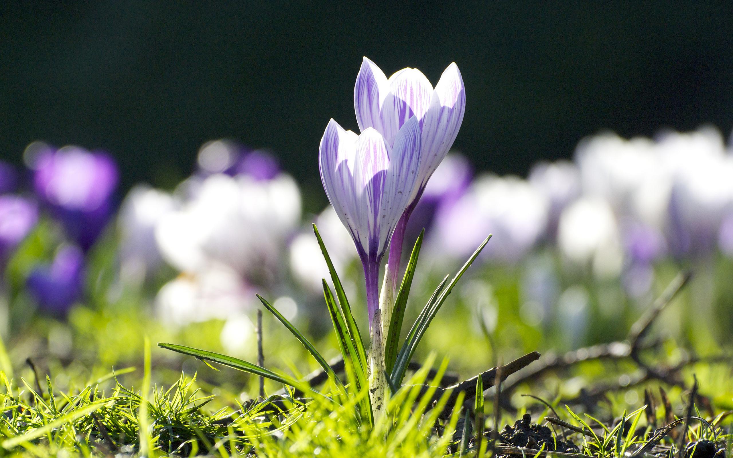 Download Nature Crocus HD Wallpaper