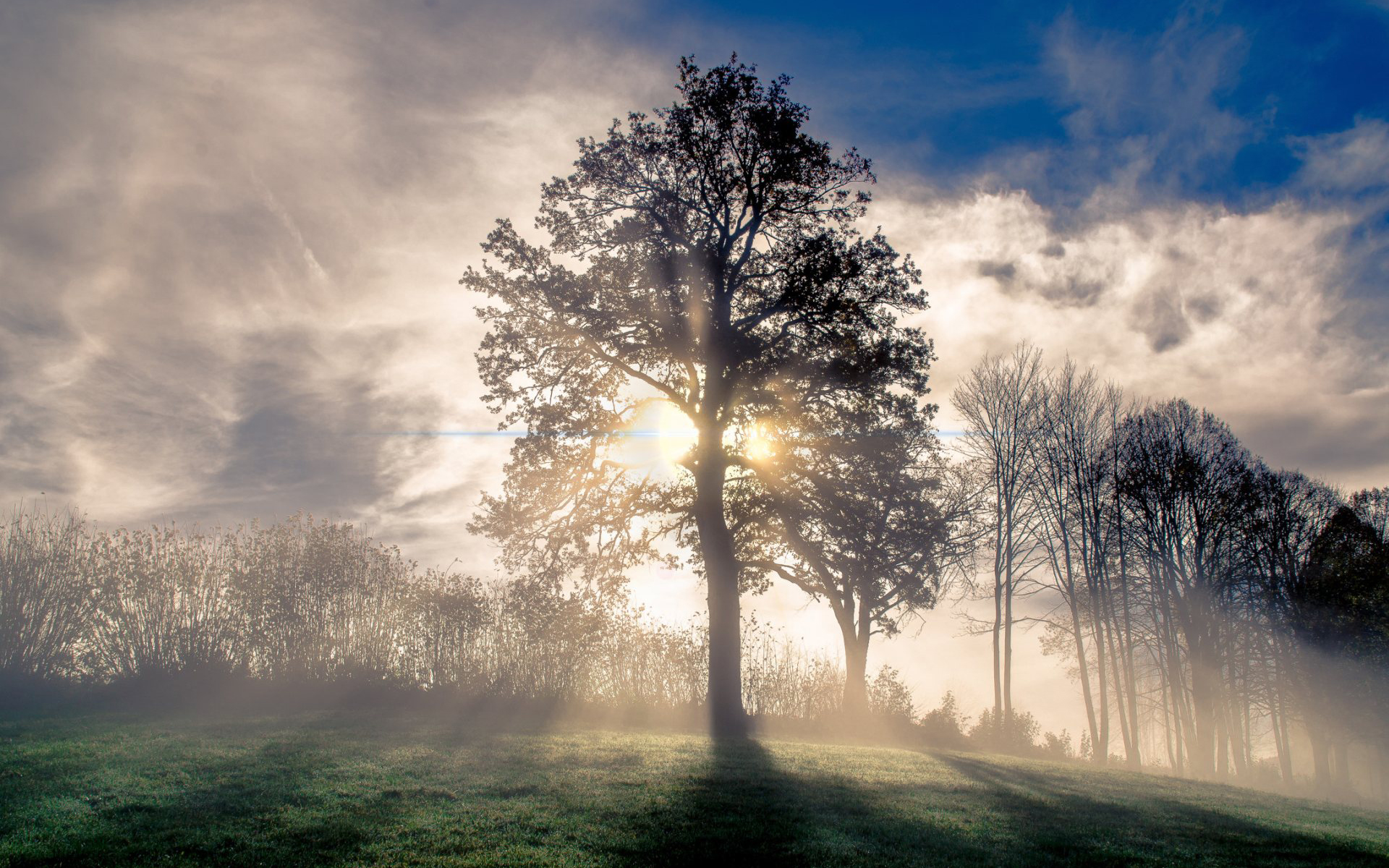 Download Tree Sunbeam Nature Fog HD Wallpaper