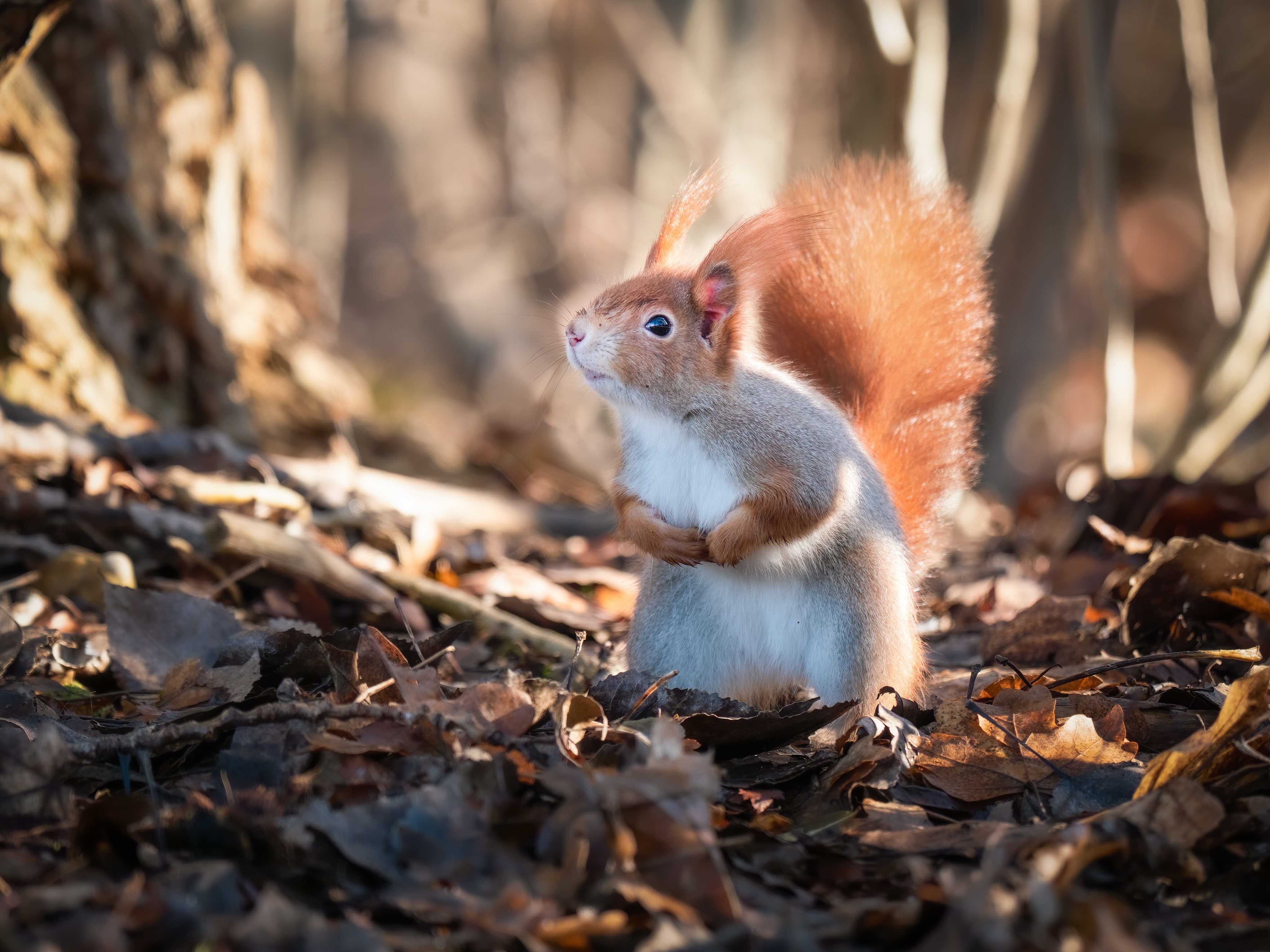 Download Rodent Animal Squirrel 4k Ultra HD Wallpaper