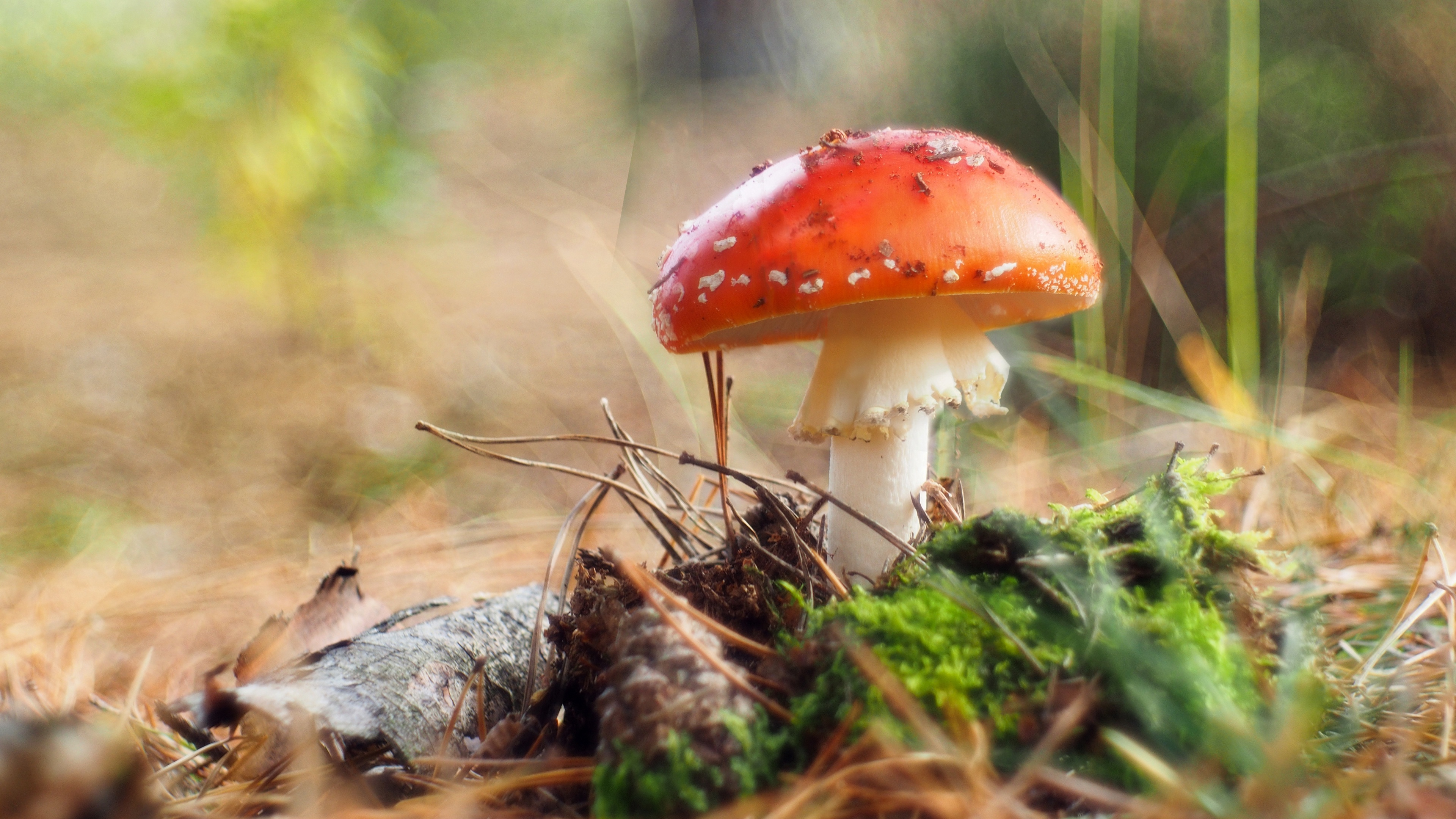 Download Nature Mushroom 4k Ultra HD Wallpaper