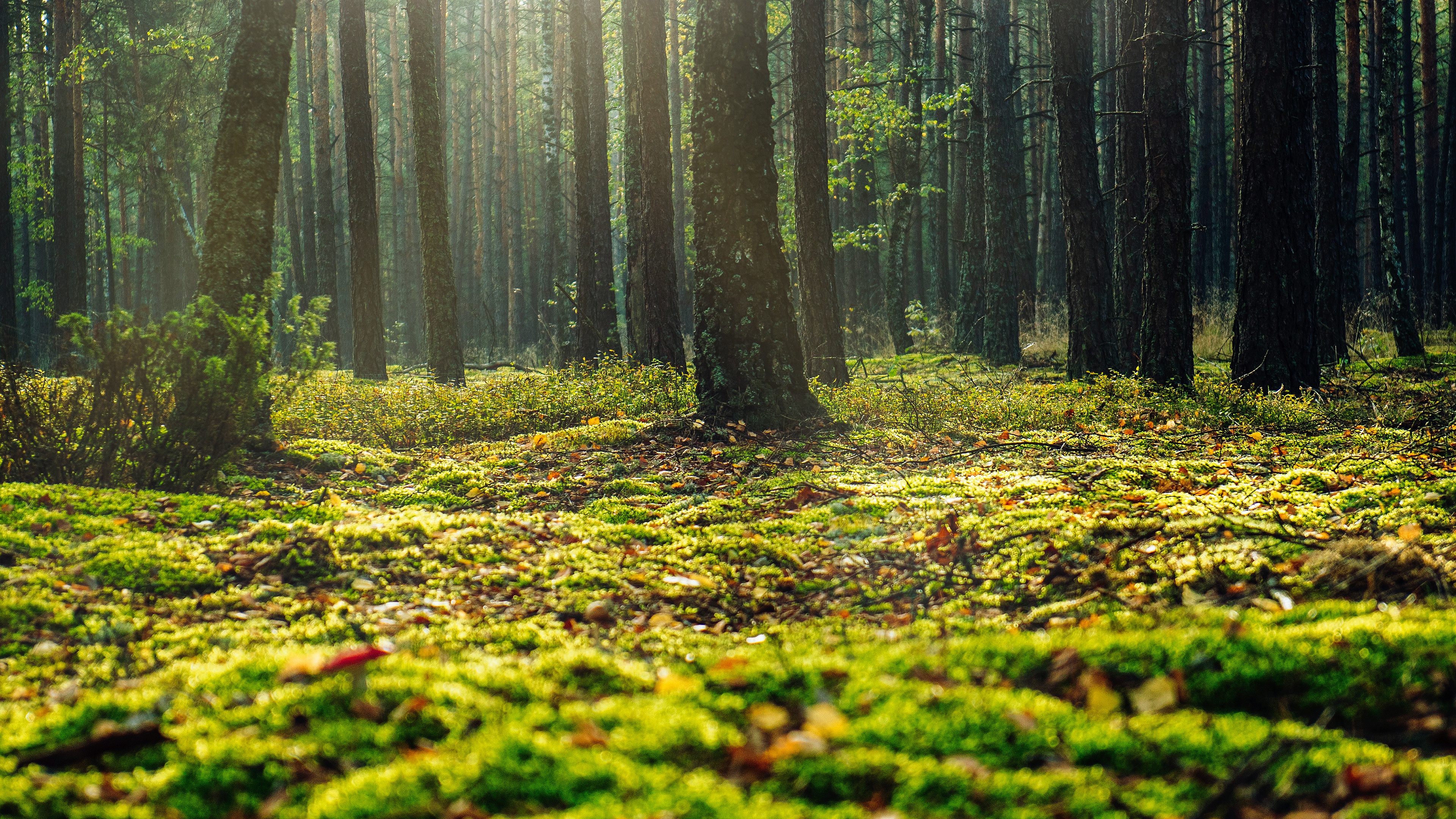 Nature 2560x1440 Forest Moss Tree Ultra 4k 2k Wallpaper