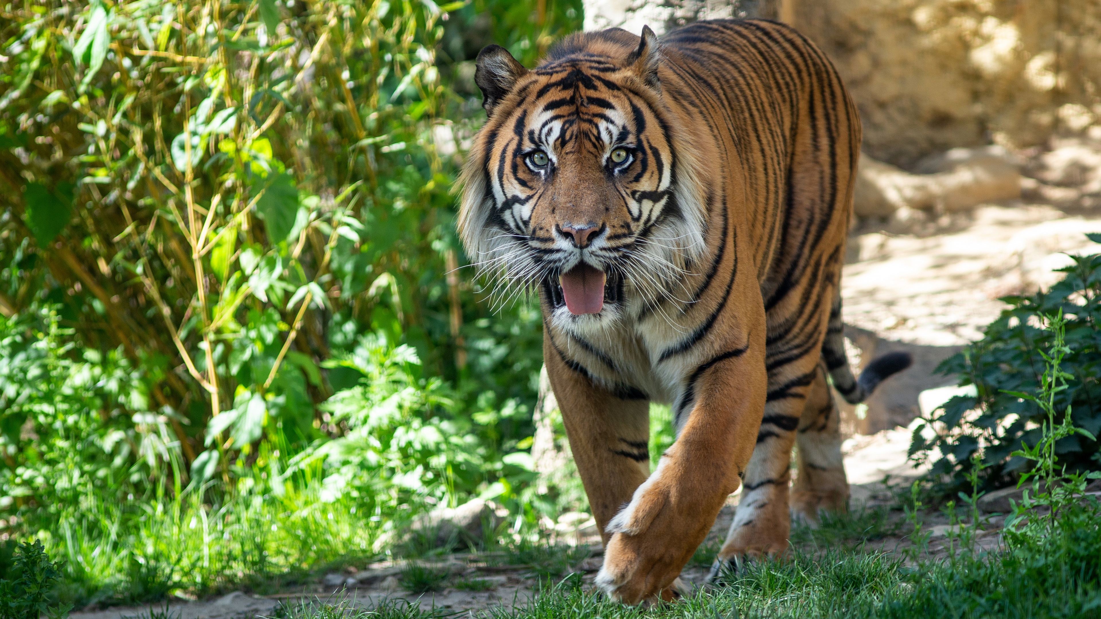 Download Animal Tiger 4k Ultra HD Wallpaper