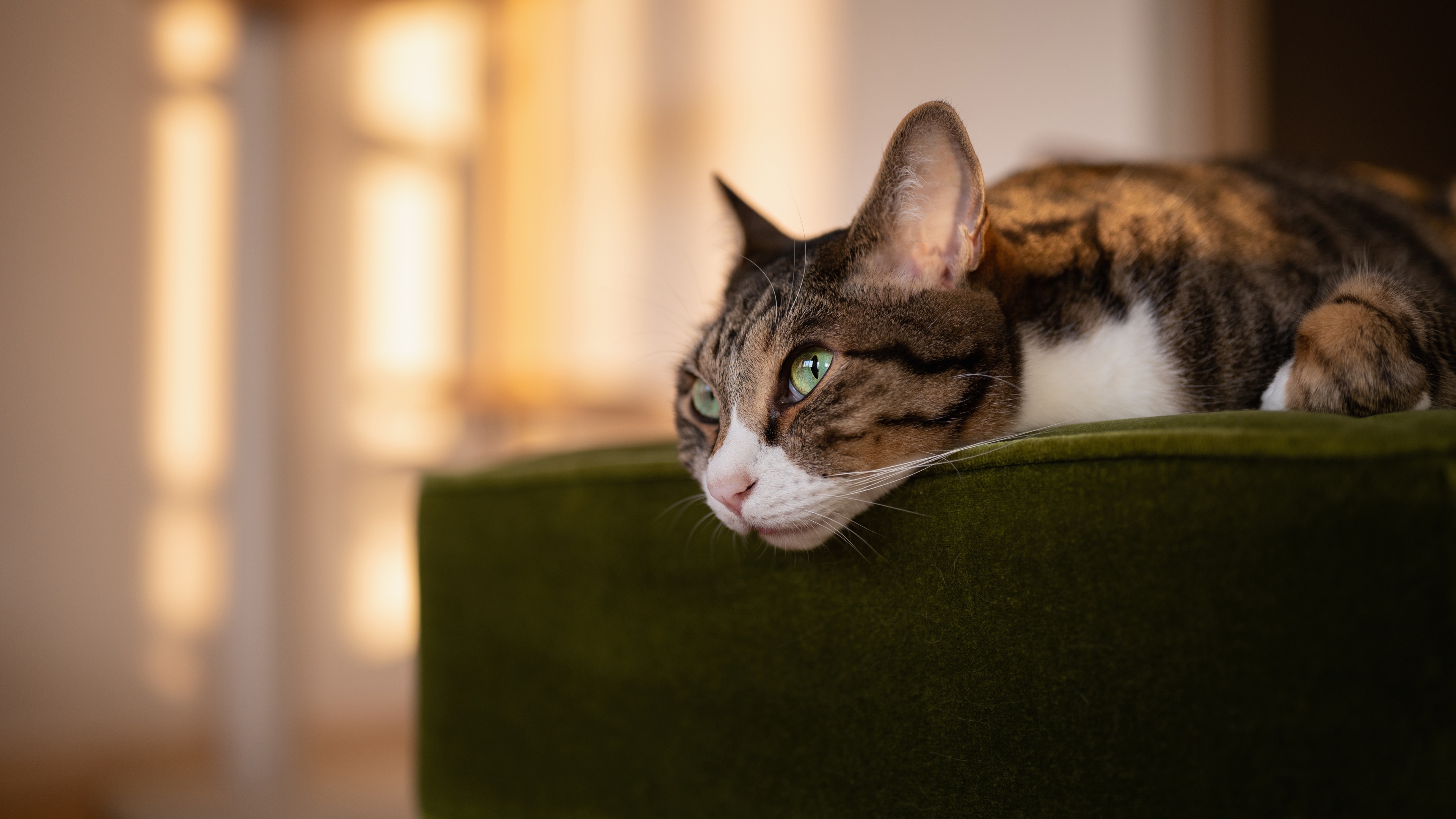 Download Animal Cat 4k Ultra HD Wallpaper