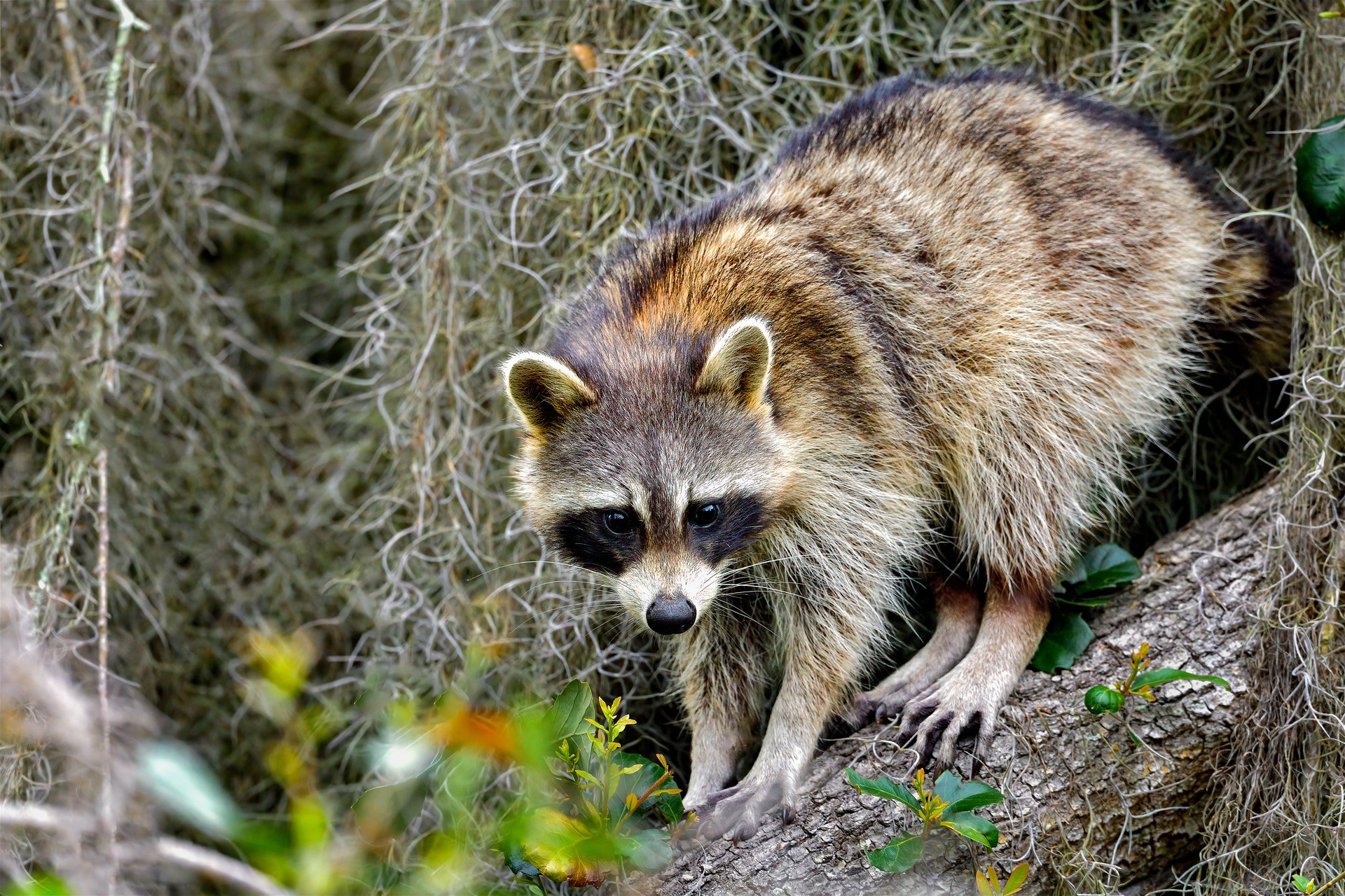 Download Animal Raccoon HD Wallpaper