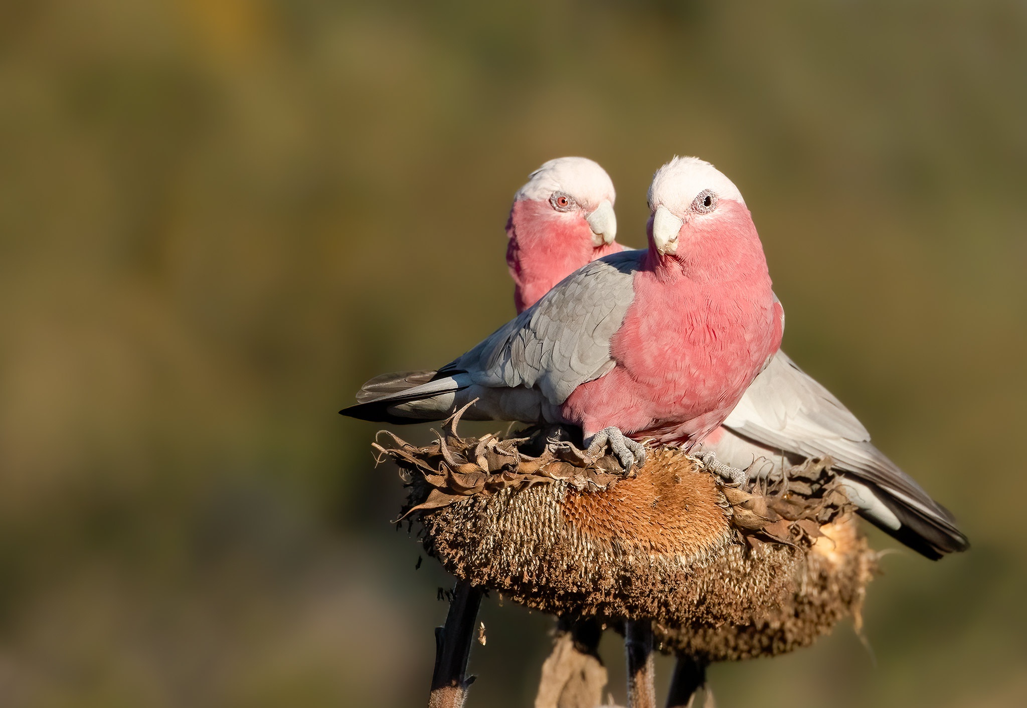 Galah HD Wallpaper