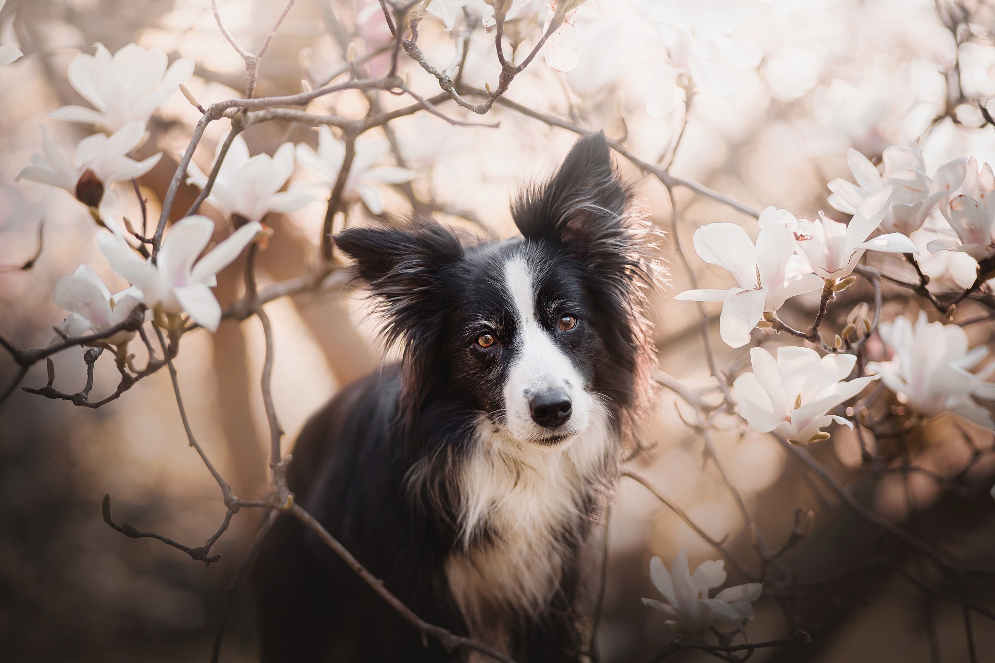 Download Magnolia Flower Dog Animal Border Collie HD Wallpaper