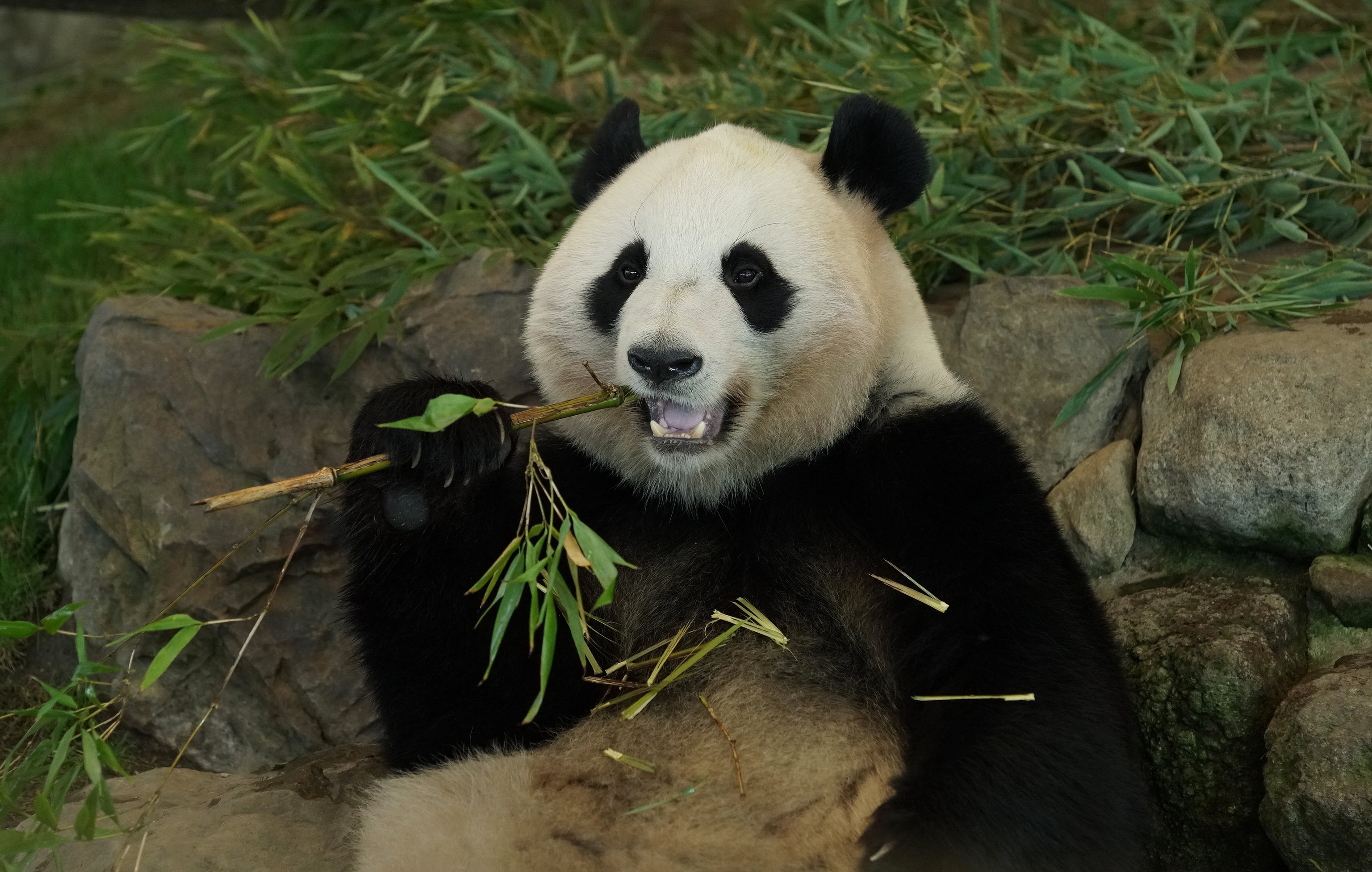 Panda HD Wallpaper