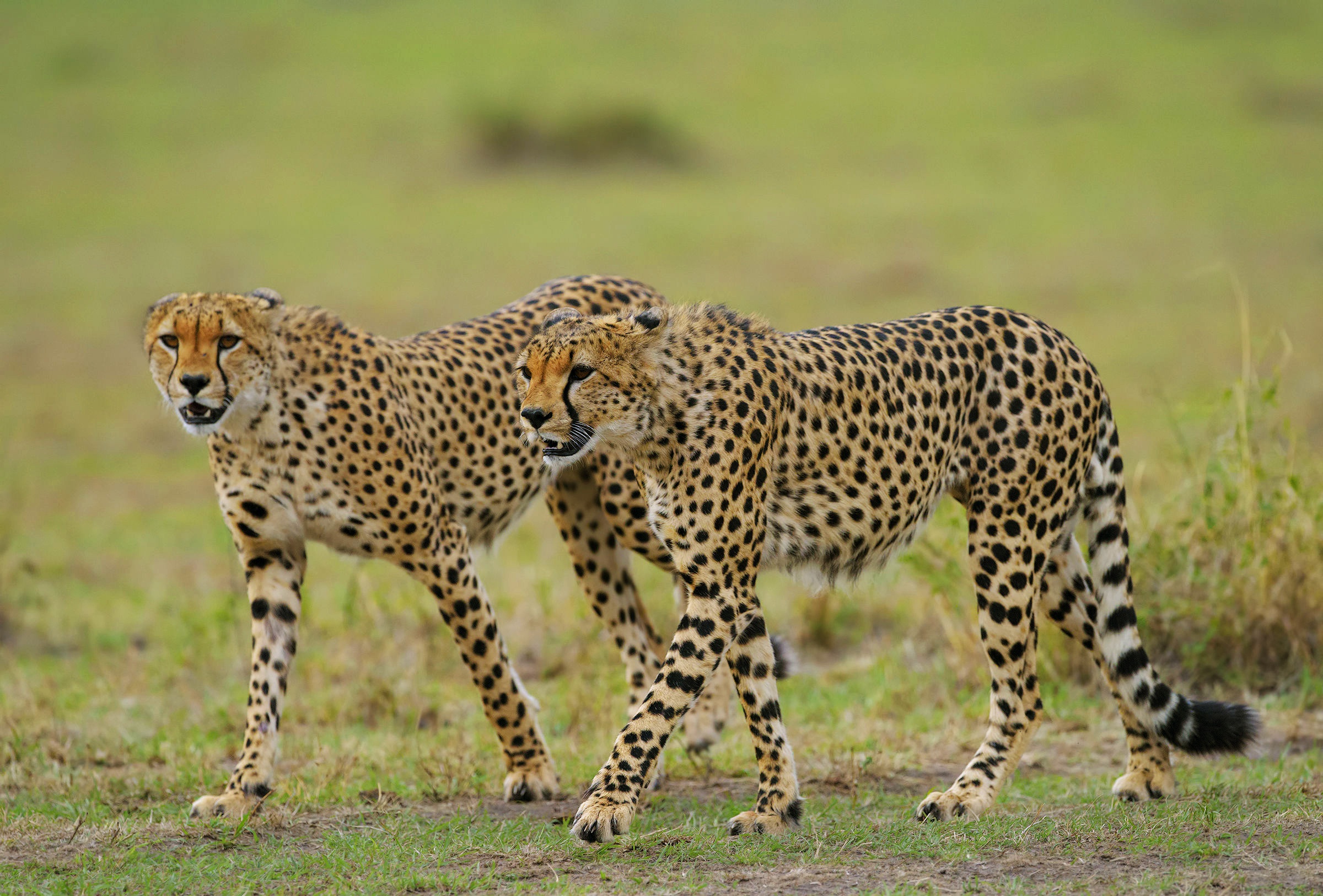Download Animal Cheetah HD Wallpaper