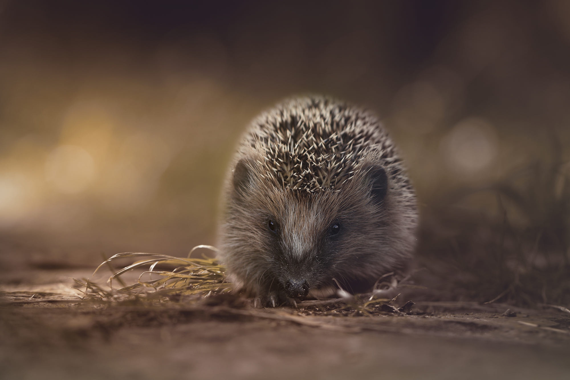 Animal Hedgehog HD Wallpaper