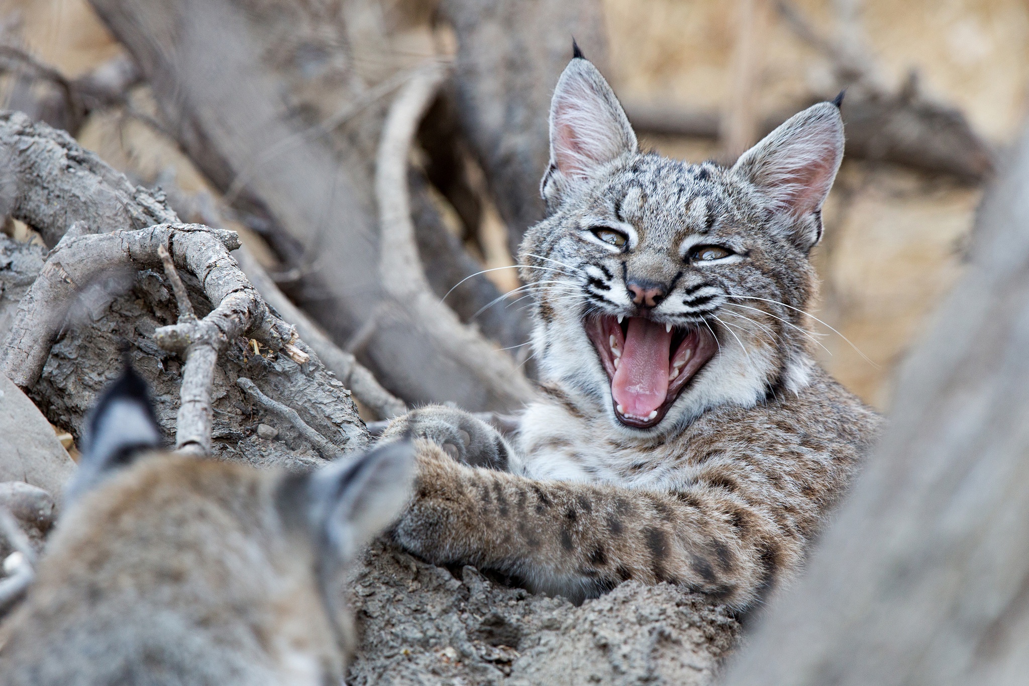 Animal Lynx HD Wallpaper