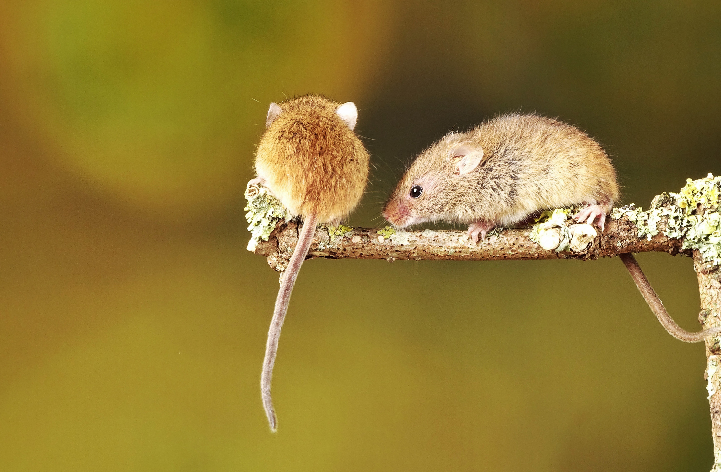 Maus Wallpaper Tiere Auf