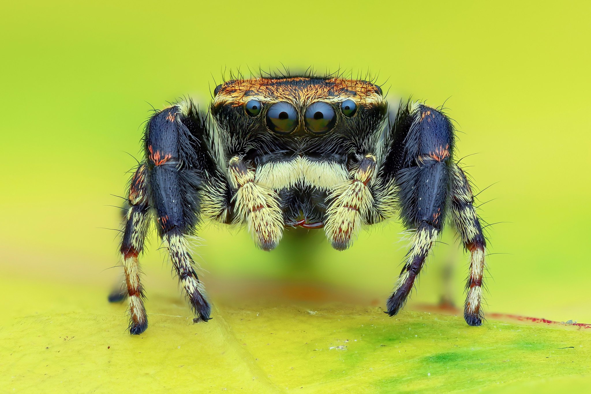HD Wallpaper: Vibrant Jumping Spider