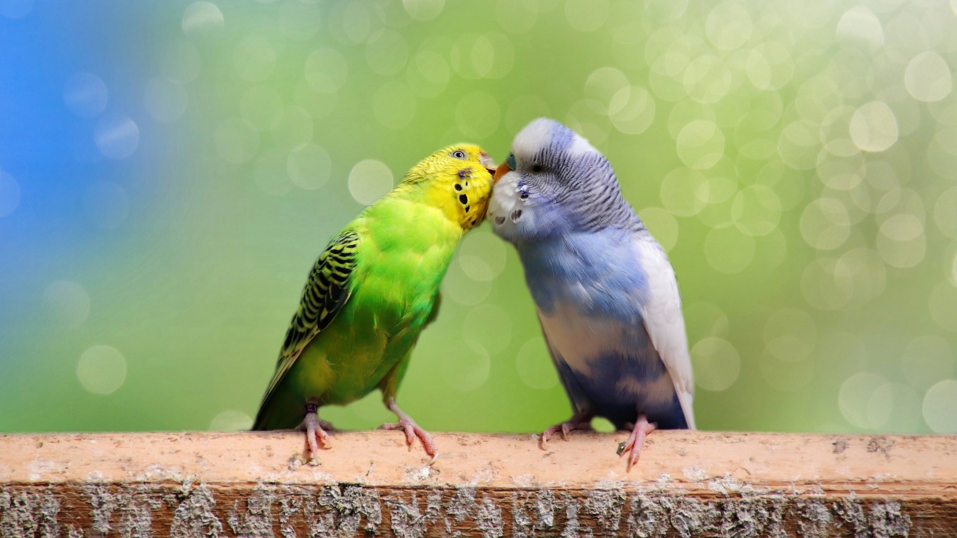 4K Ultra HD Budgerigar Parrot Love – Vibrant Animal Beauty in Focus