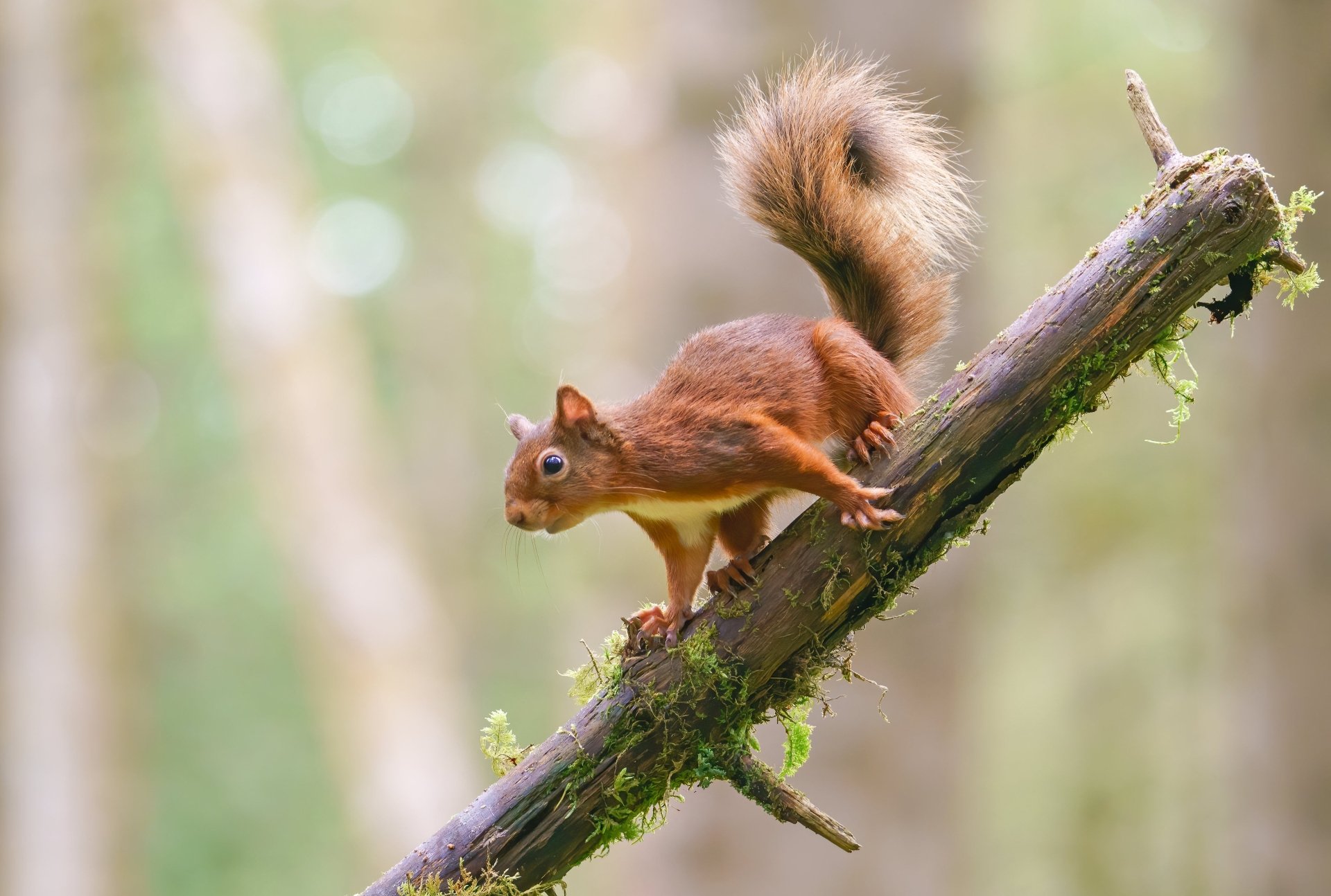 Download Animal Squirrel 4k Ultra HD Wallpaper