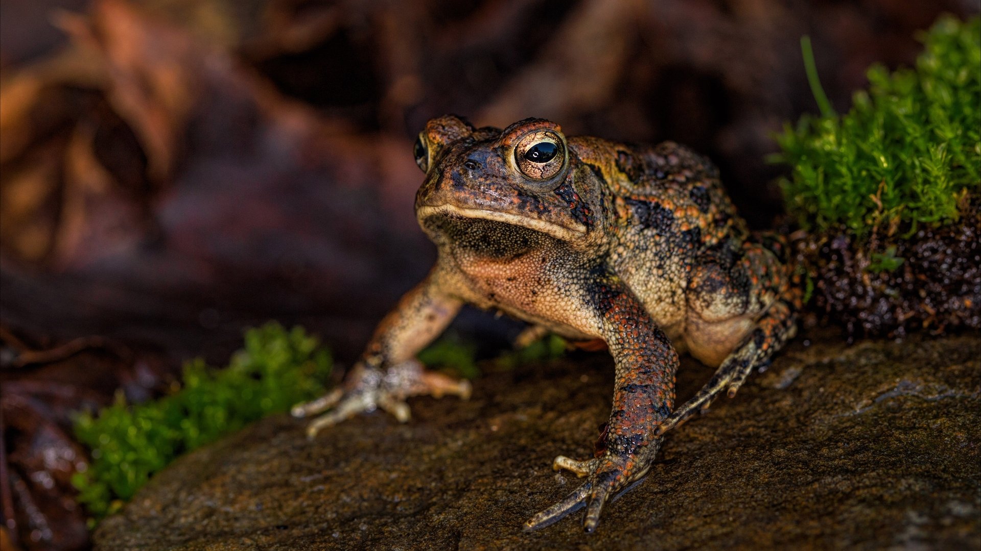 Download Animal Toad 4k Ultra HD Wallpaper by Kathy Macpherson Baca