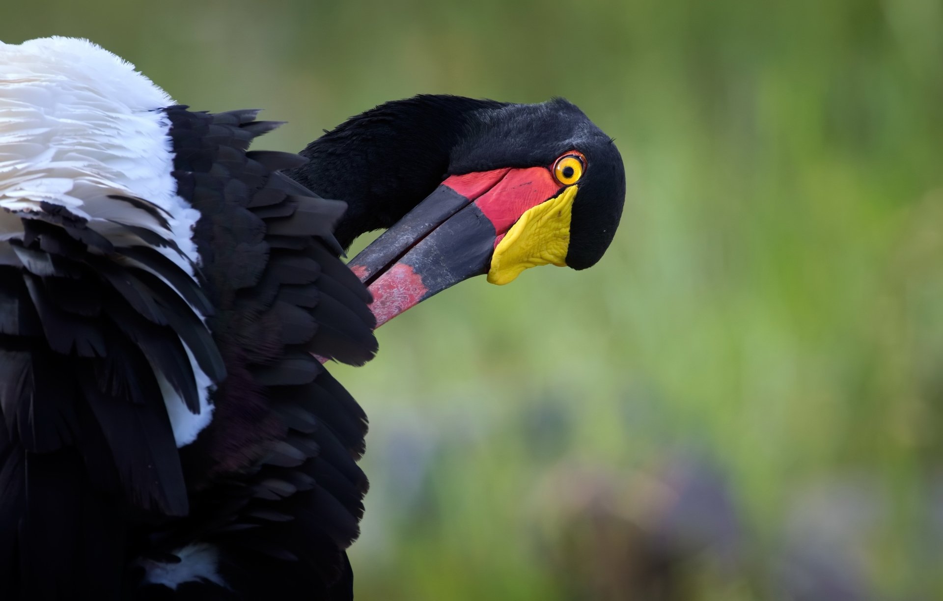 Download Saddle-billed Stork Bird Animal Stork HD Wallpaper