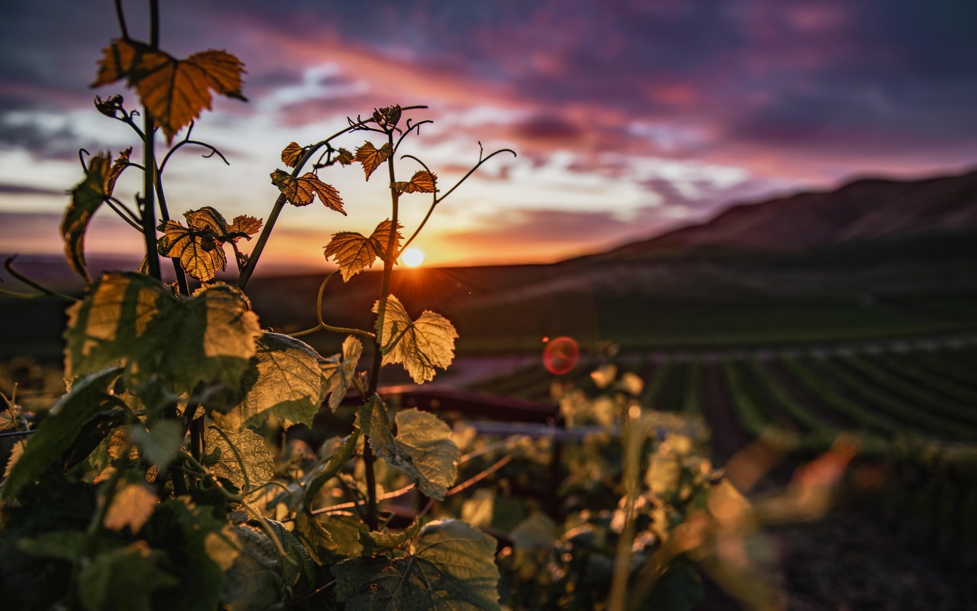 Download Vine Sun Leaf Close-up Man Made Vineyard 4k Ultra HD Wallpaper