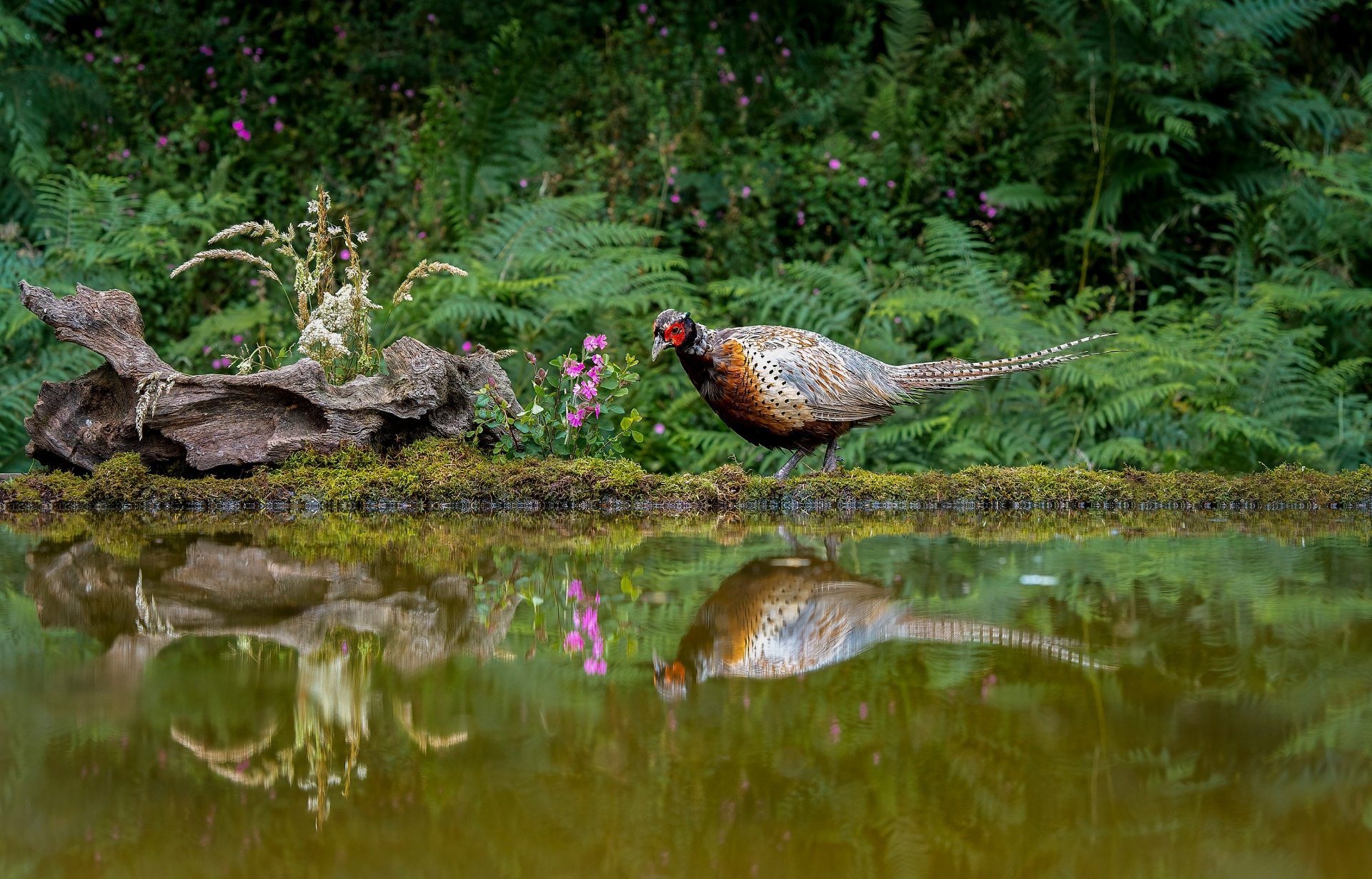 Download Pond Bird Reflection Animal Pheasant HD Wallpaper