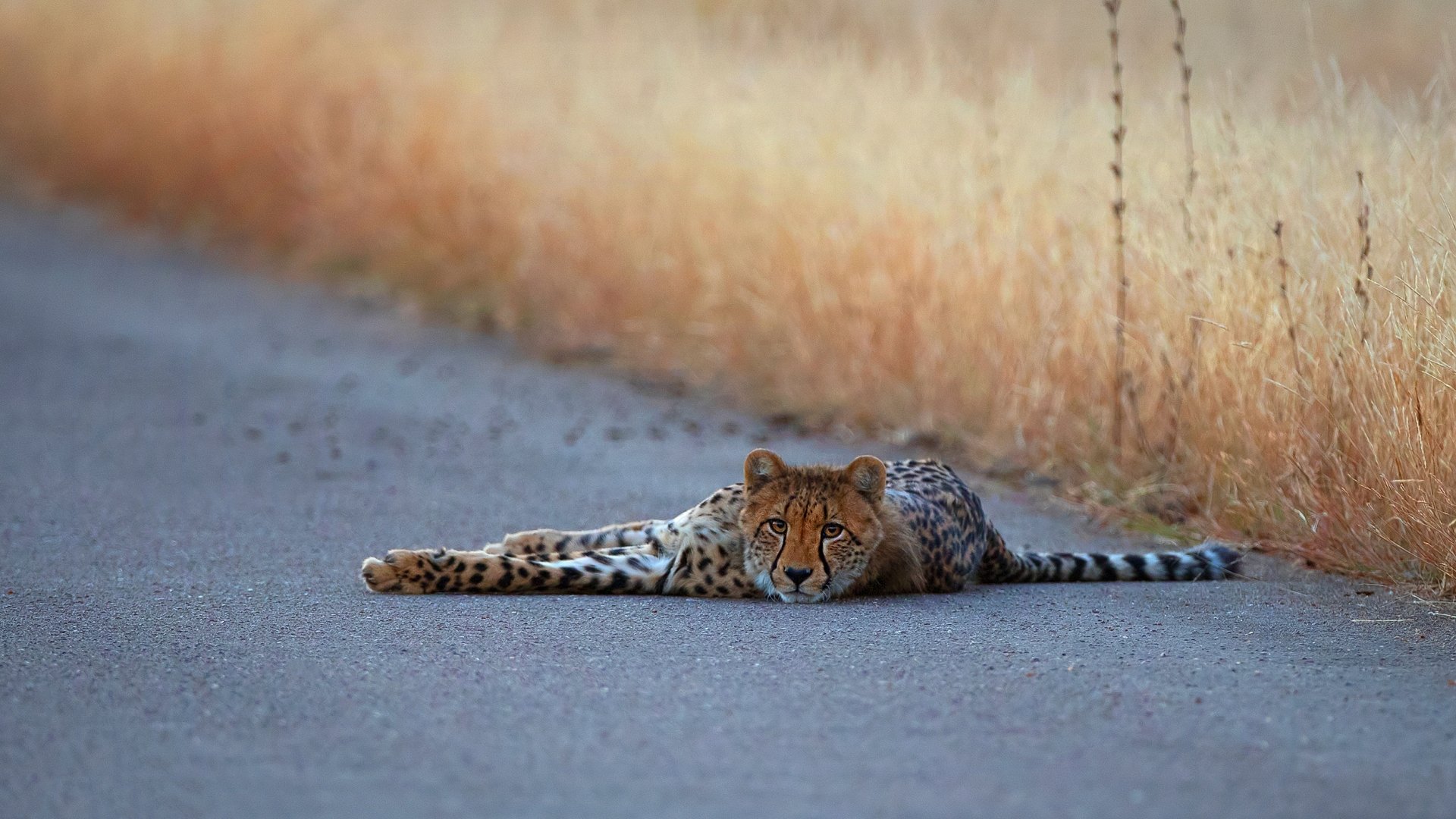 Download Animal Cheetah HD Wallpaper