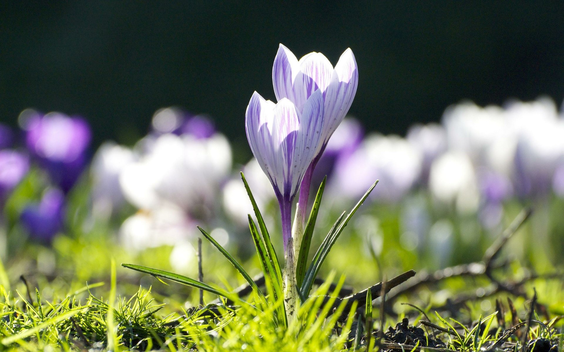 Download Nature Crocus HD Wallpaper