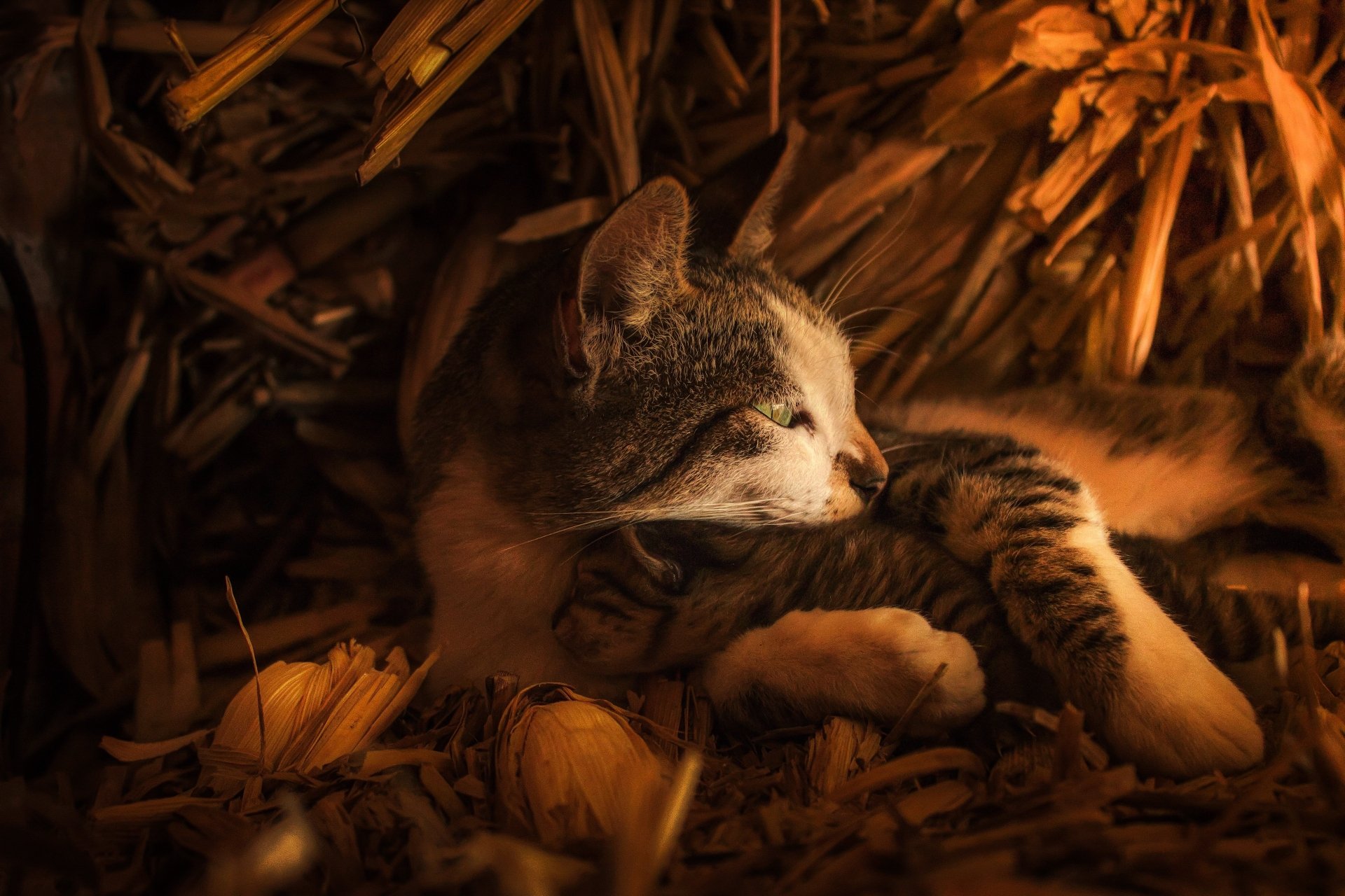 Download Animal Cat 4k Ultra HD Wallpaper | 3840x2560 | Wallpaper Abyss
