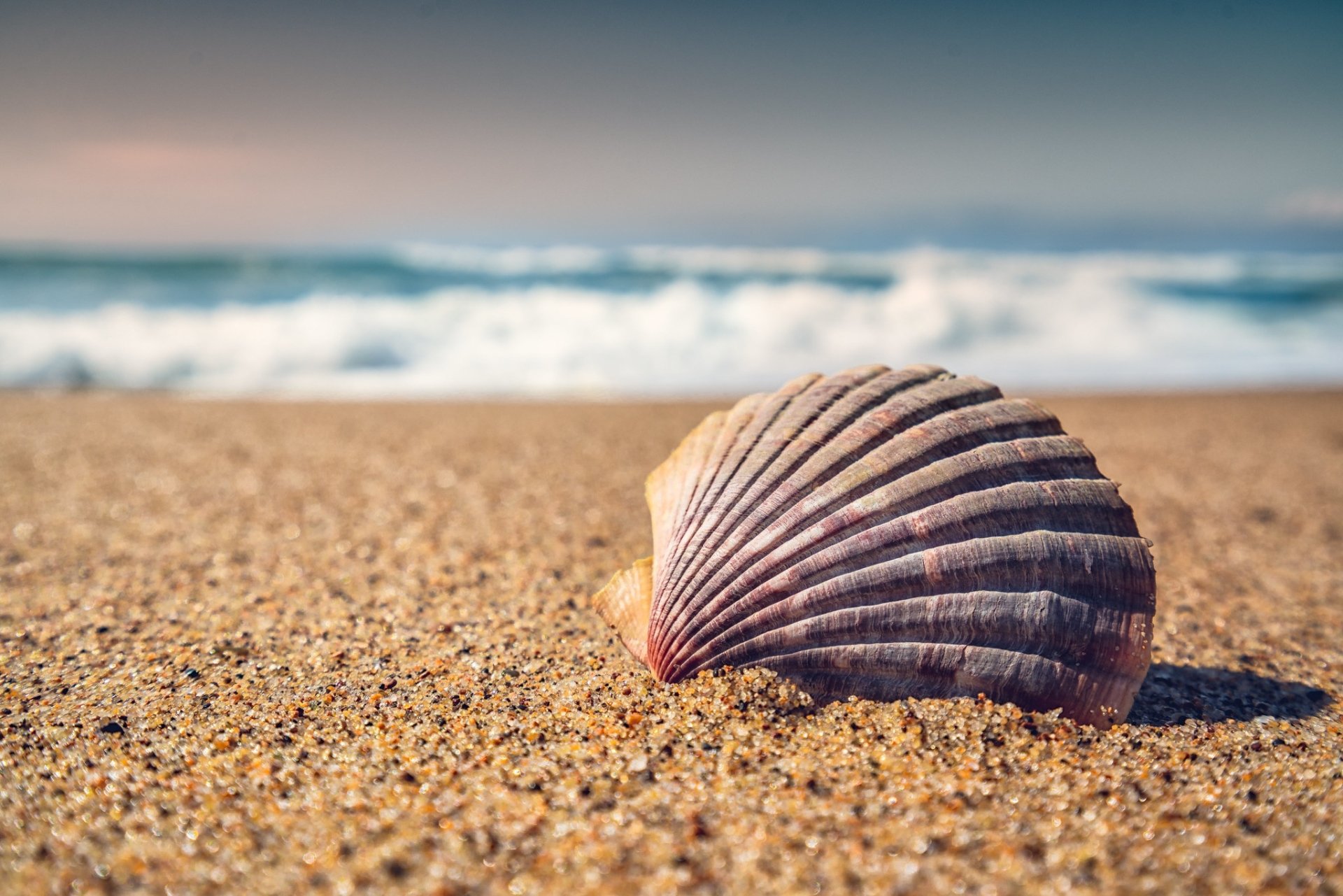 Download Macro Sand Nature Shell HD Wallpaper