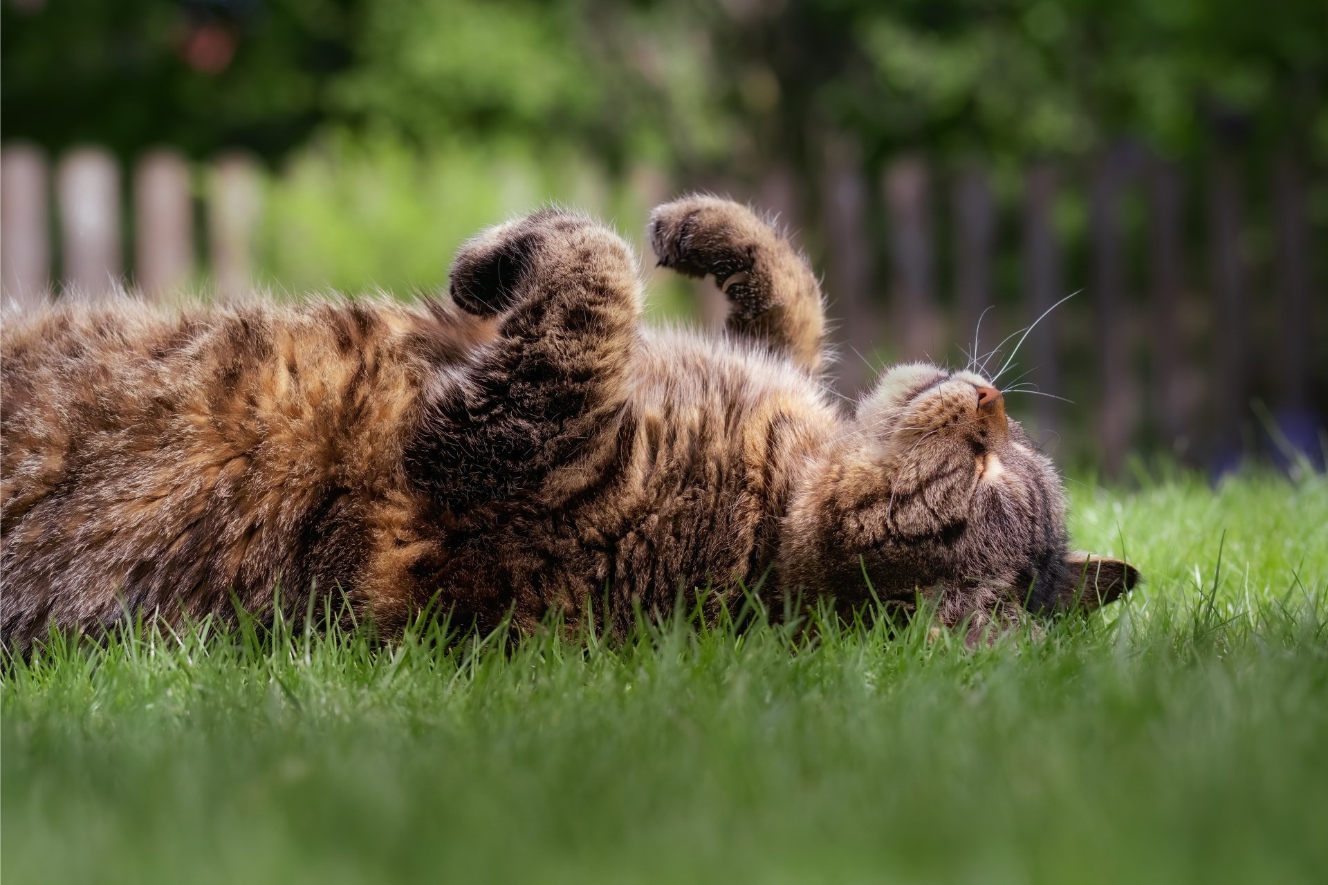Download Sleeping Animal Cat 4k Ultra HD Wallpaper | 5250x3500 ...