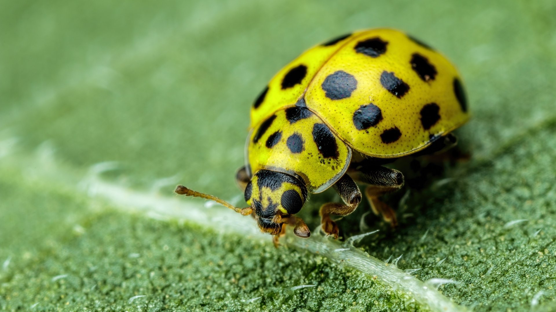 Download Animal Ladybug 4k Ultra HD Wallpaper
