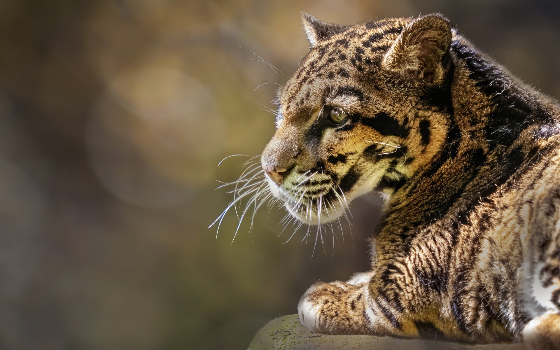 Download Animal Clouded Leopard 4k Ultra HD Wallpaper