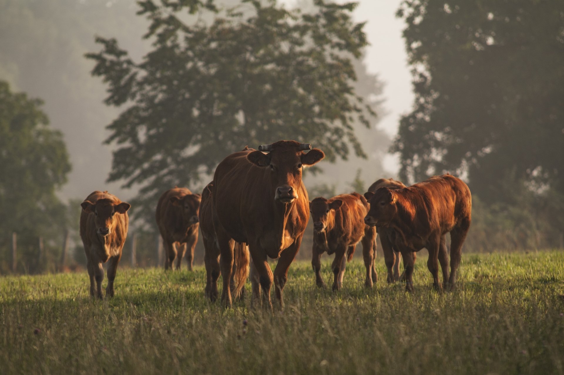 Download Animal Cow 4k Ultra HD Wallpaper