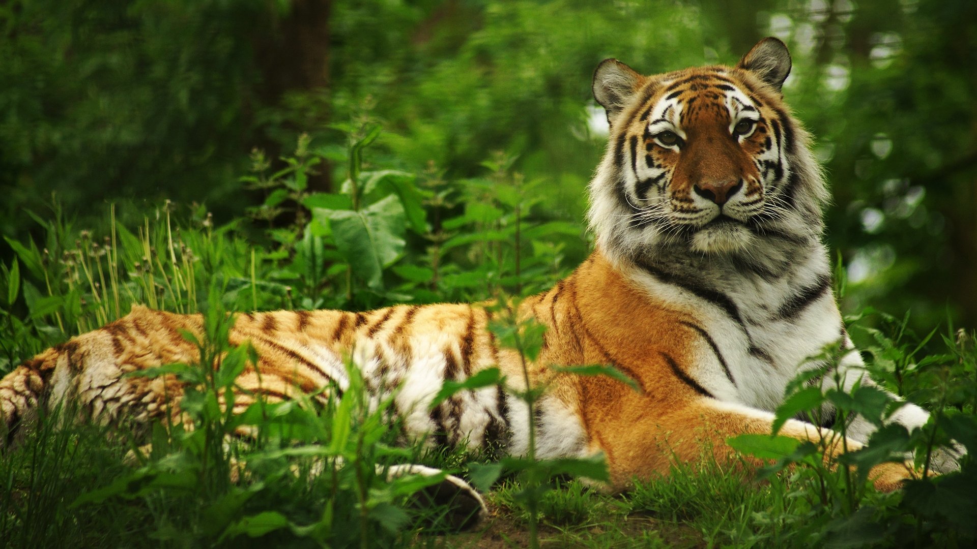 Download Animal Tiger 4k Ultra HD Wallpaper | 3840x2160 | Wallpaper Abyss