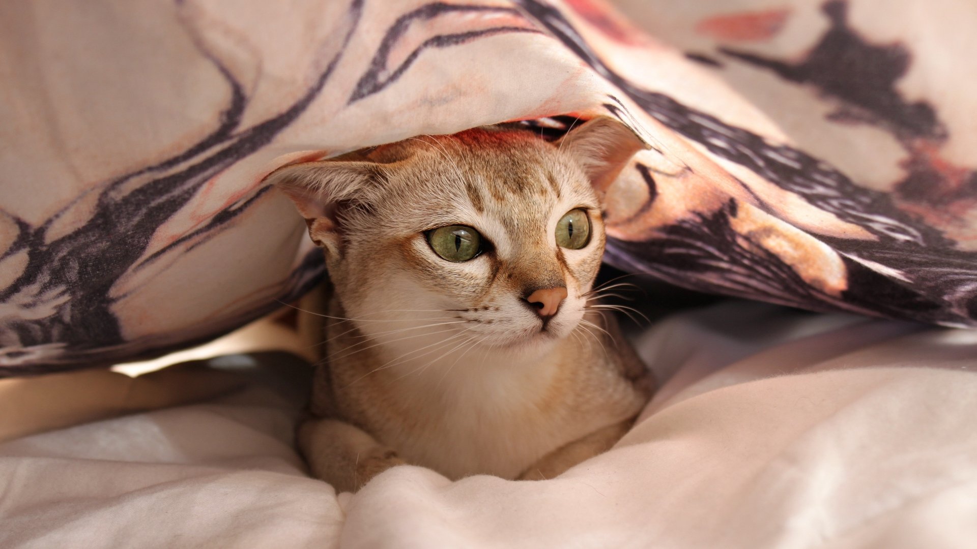 Download Animal Cat 4k Ultra HD Wallpaper | 3840x2160 | Wallpaper Abyss