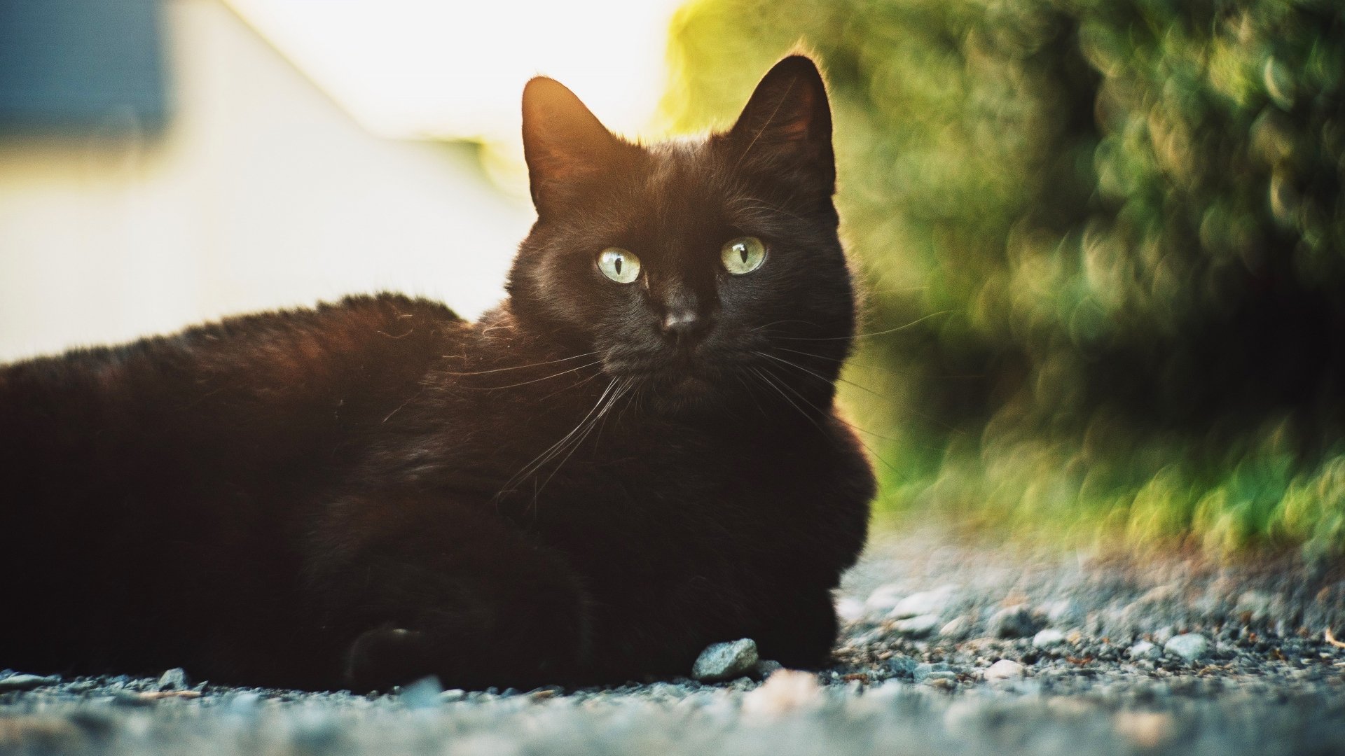 Download Animal Cat 4k Ultra HD Wallpaper | 3840x2160 | Wallpaper Abyss