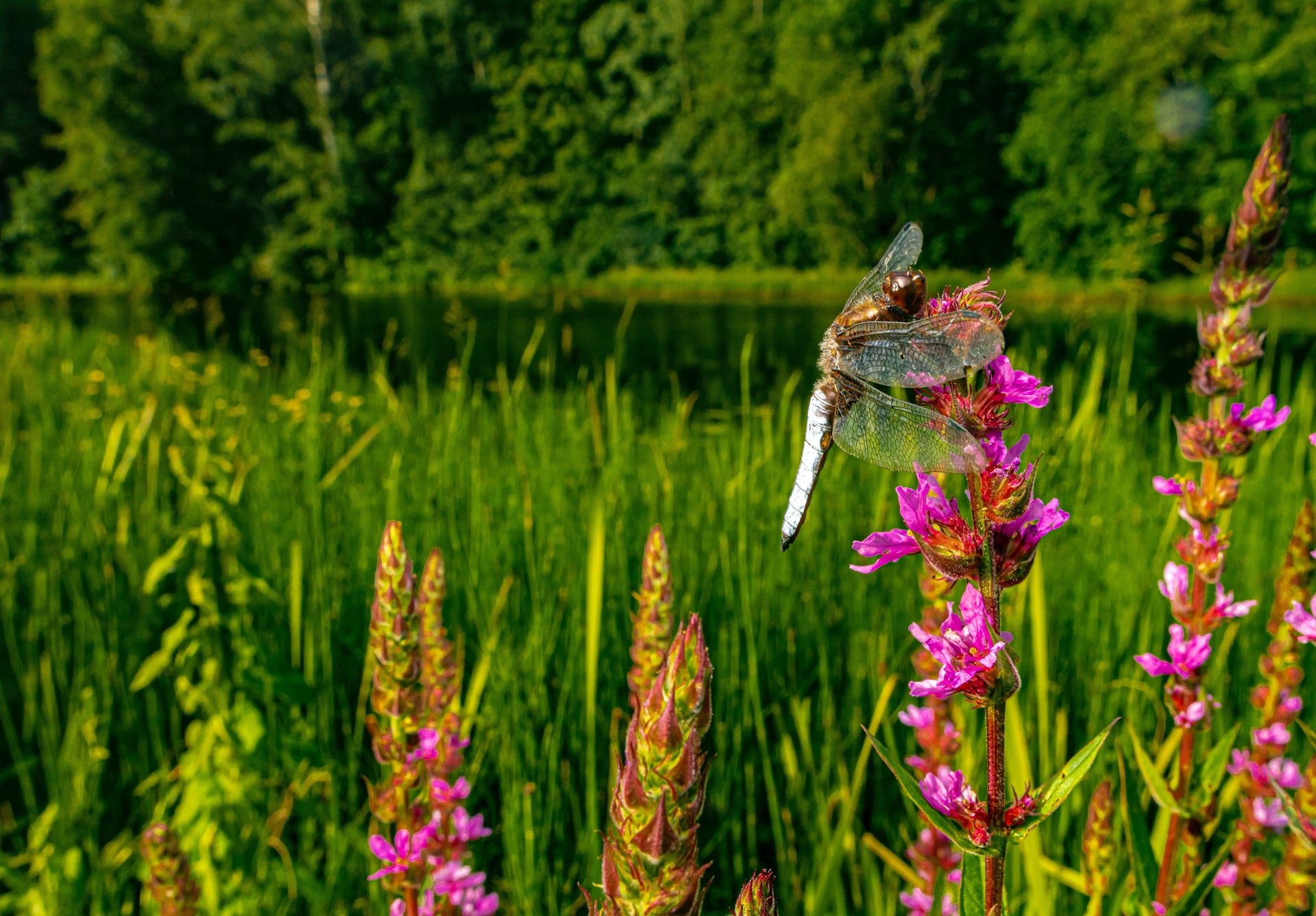 Download Flower Animal Dragonfly 4k Ultra HD Wallpaper