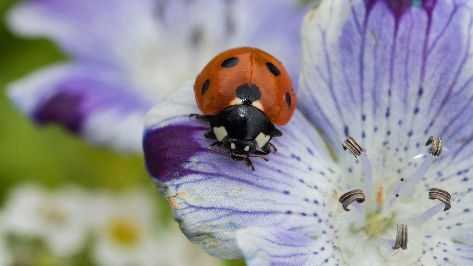 Ladybug 4k Ultra HD Wallpaper