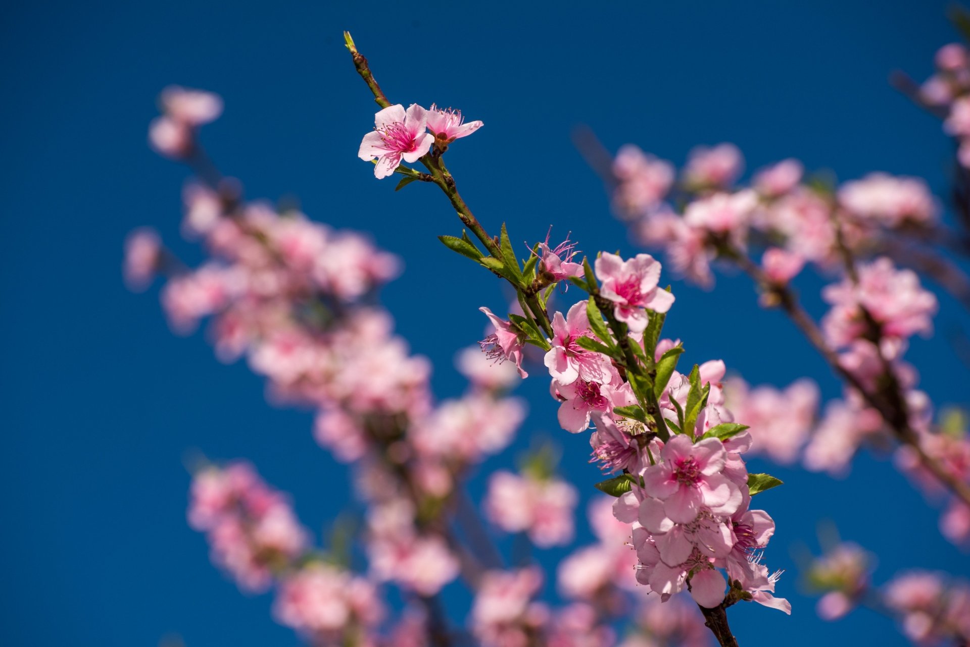 Download Spring Nature Blossom HD Wallpaper
