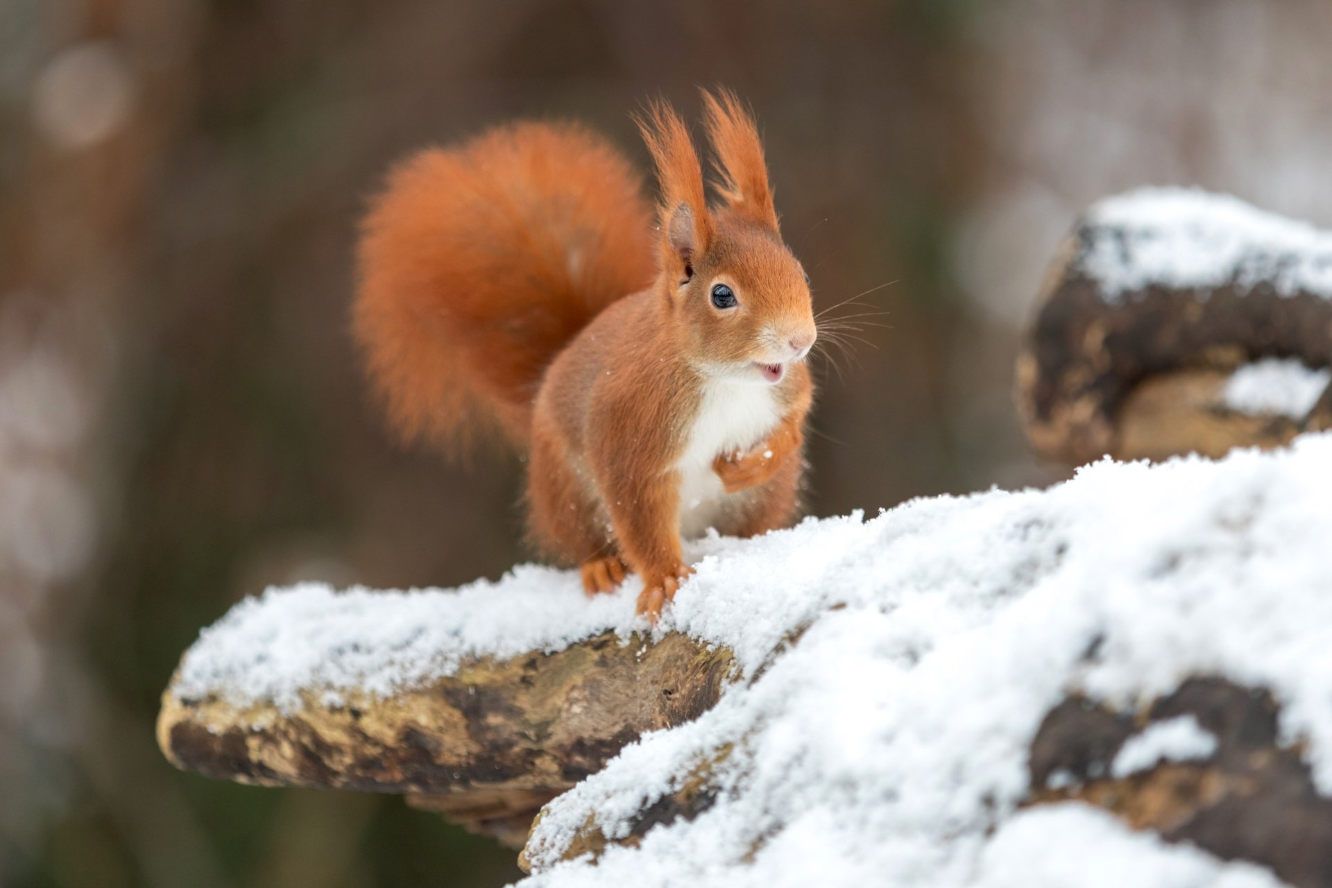Download Rodent Snow Winter Animal Squirrel 4k Ultra HD Wallpaper