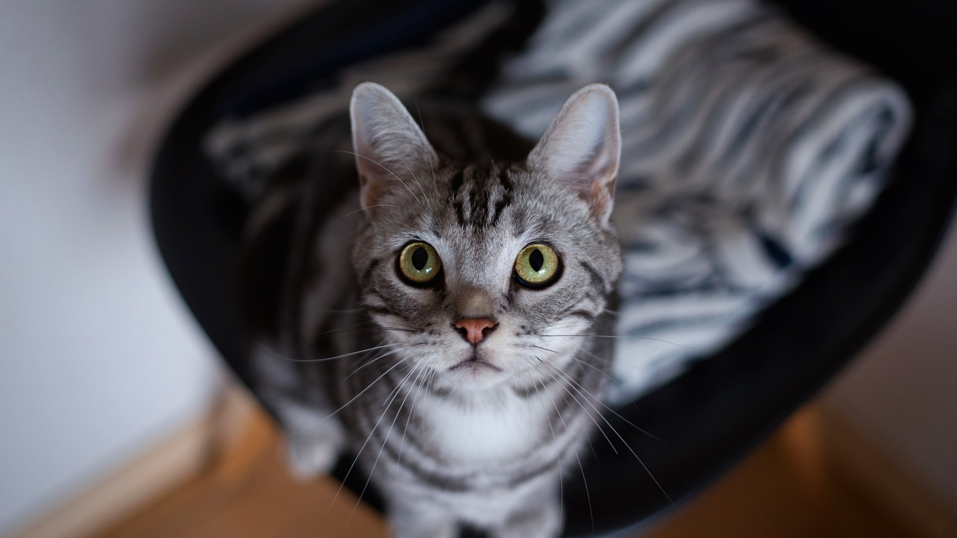 Download Animal Cat 4k Ultra HD Wallpaper