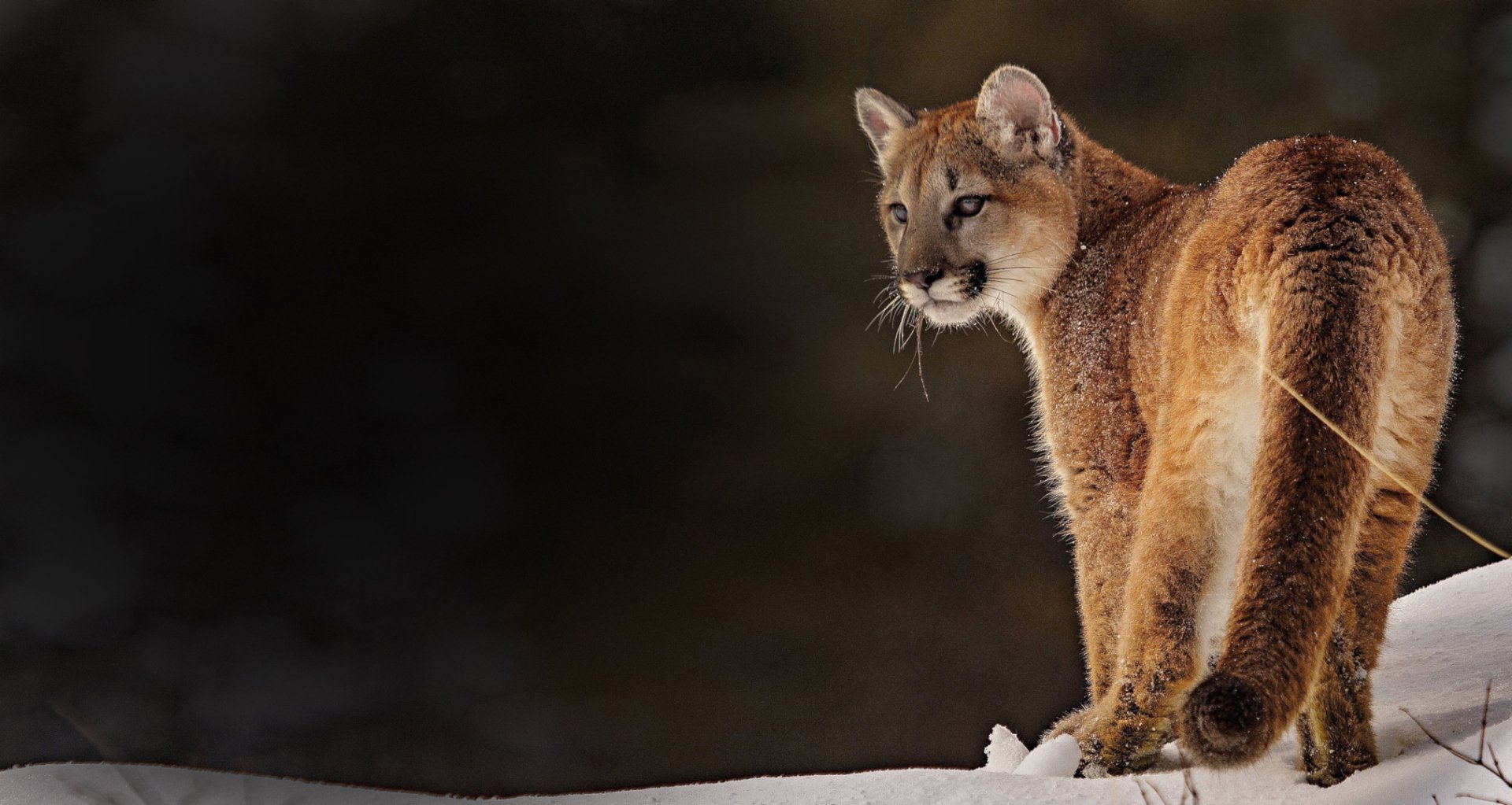 Majestic Cougar in HD: Wild Elegance Captured | 2026x1080 | Wallpaper Abyss