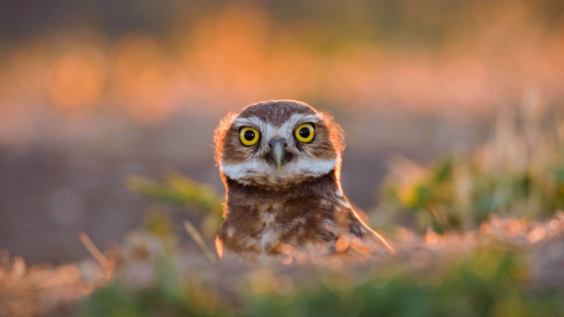 Wide-Eyed Owl — 2K Quad HD Sunset Wallpaper