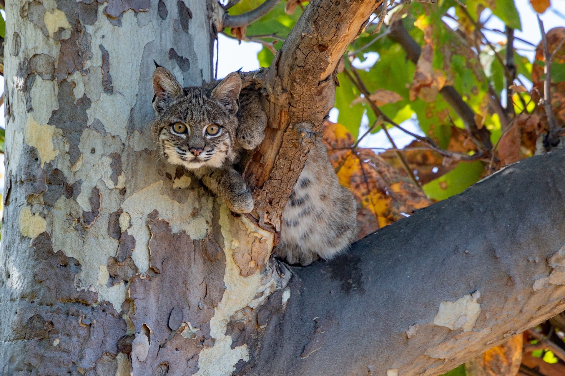 Download Animal Lynx HD Wallpaper