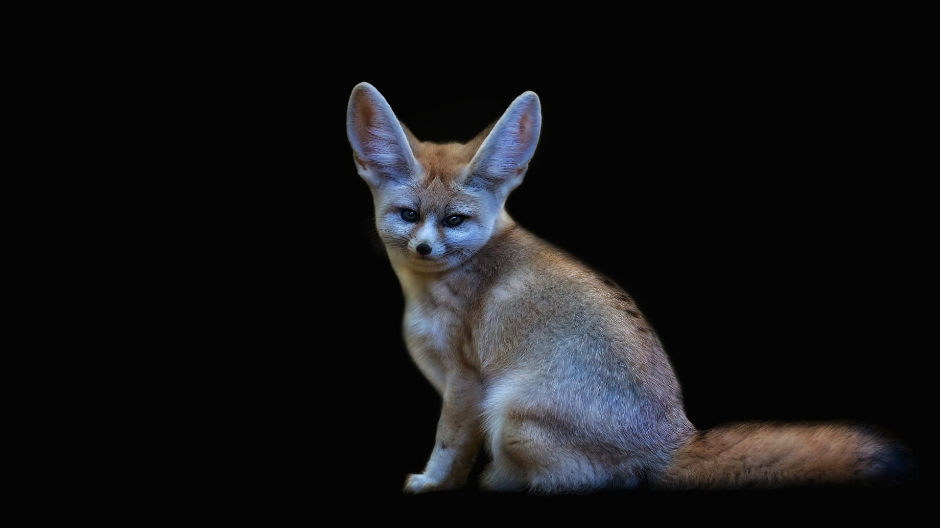 Download Animal Fennec Fox HD Wallpaper
