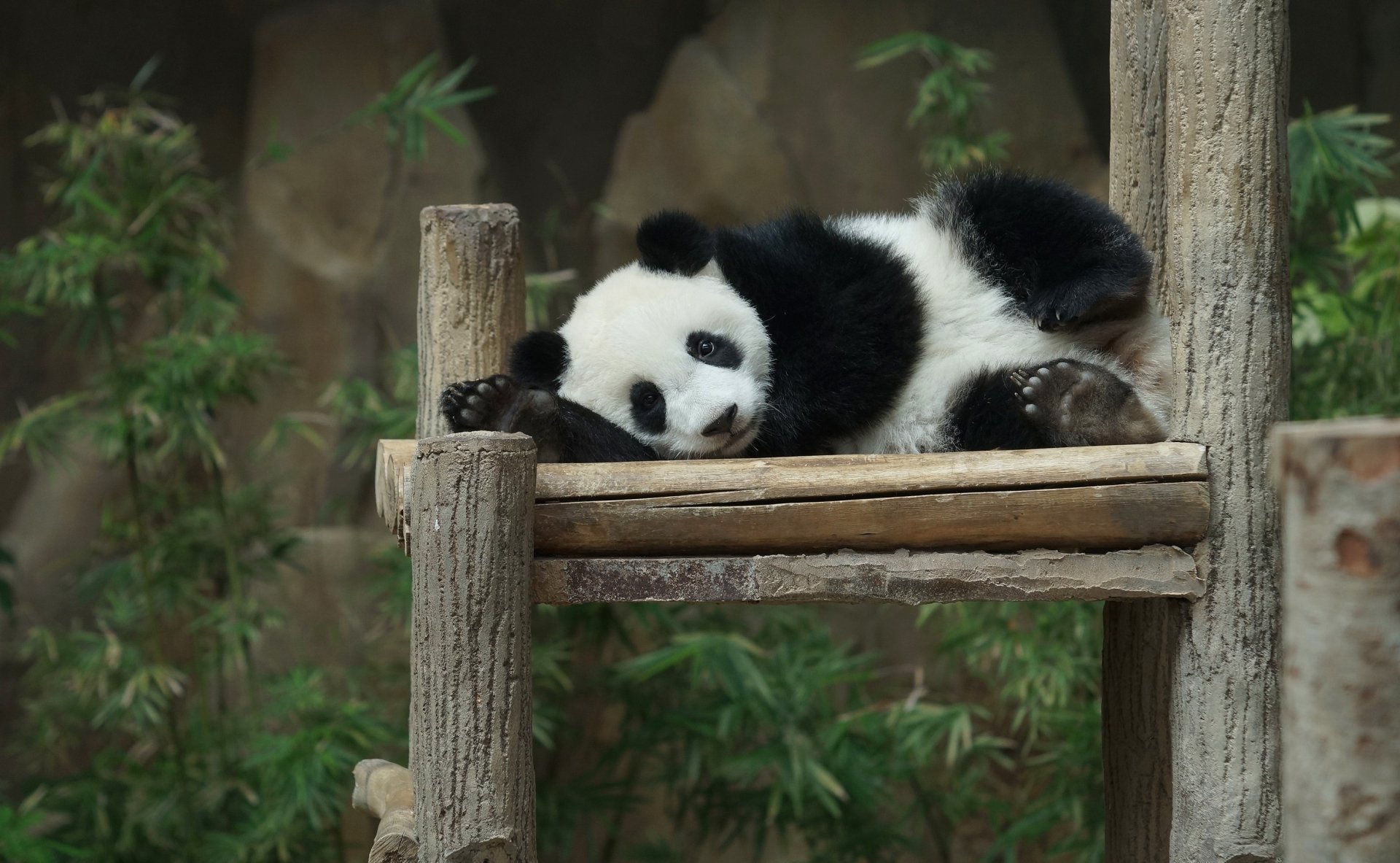Download Animal Panda HD Wallpaper