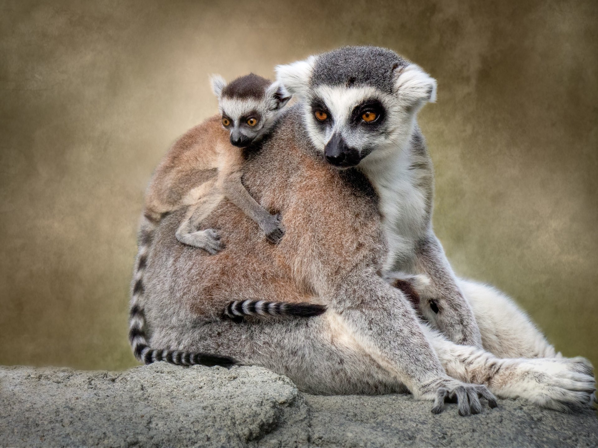 Download Baby Animal Primate Animal Lemur HD Wallpaper | 2828x2121 ...