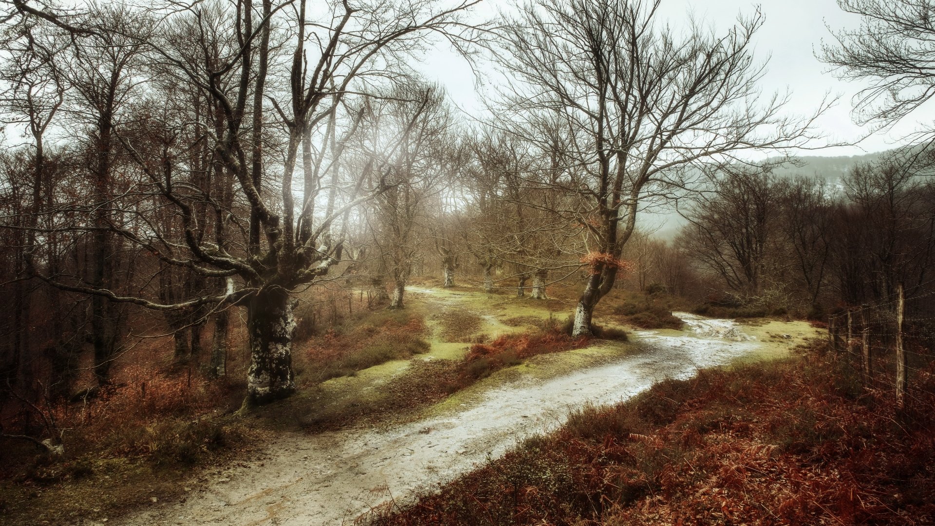 Download Nature Forest Road Man Made Path 4k Ultra HD Wallpaper