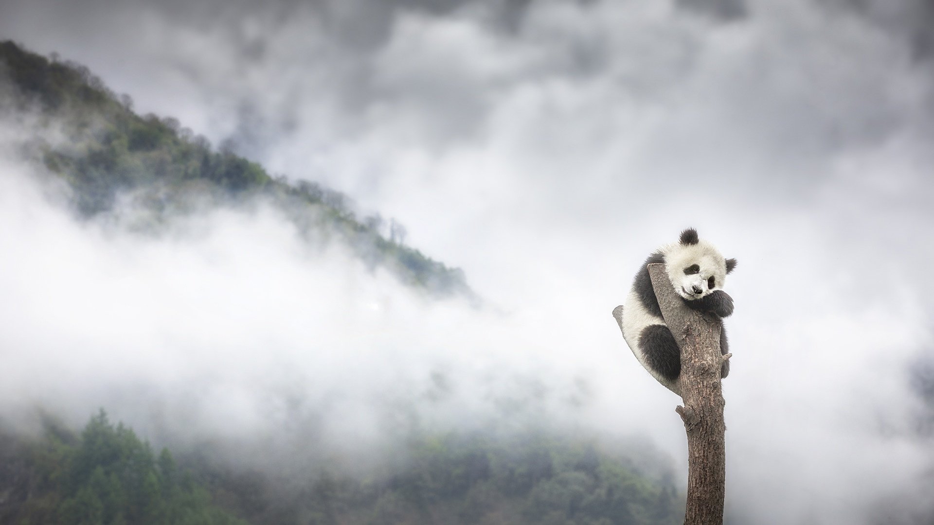 Download Animal Panda HD Wallpaper