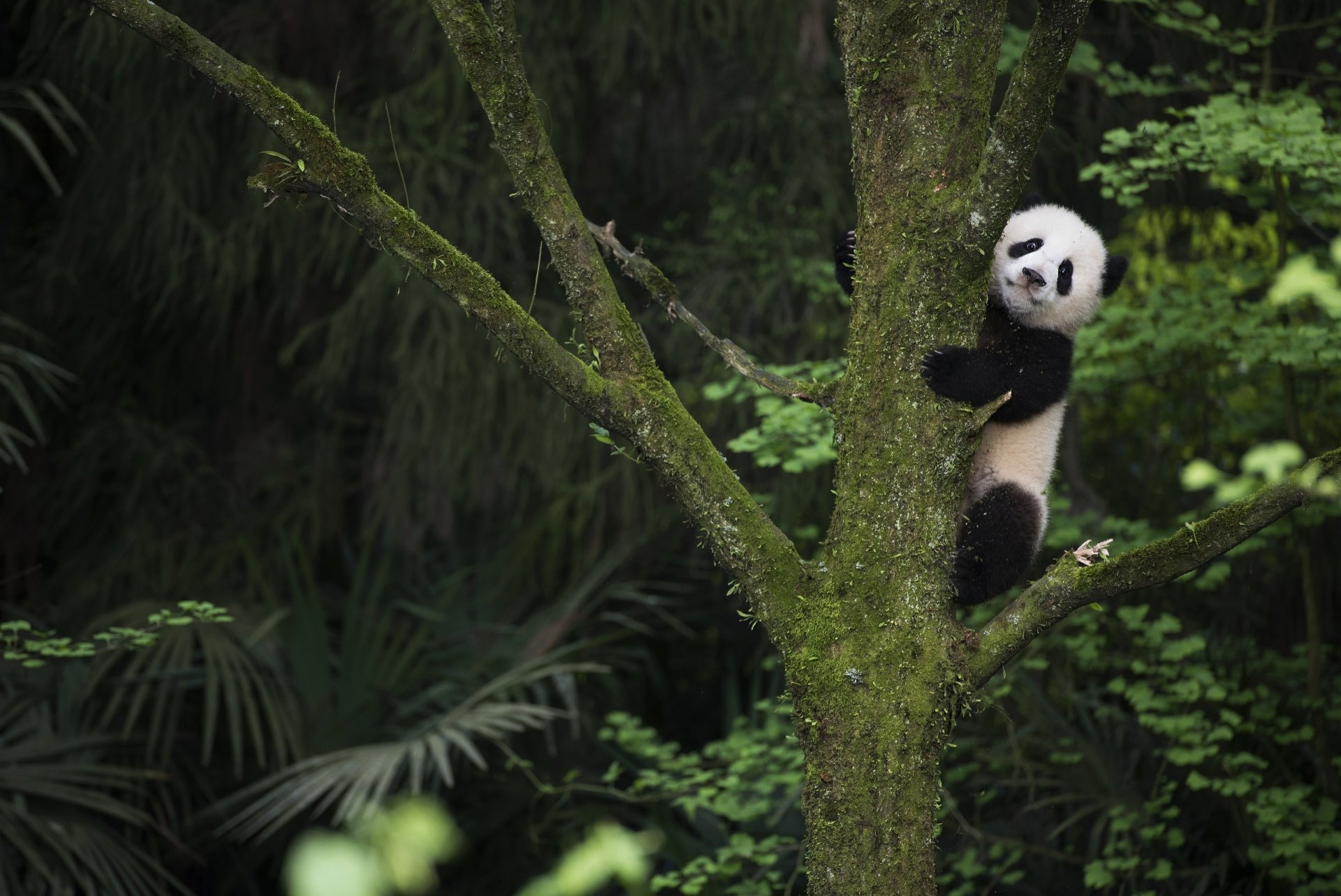 Download Animal Panda 4k Ultra HD Wallpaper