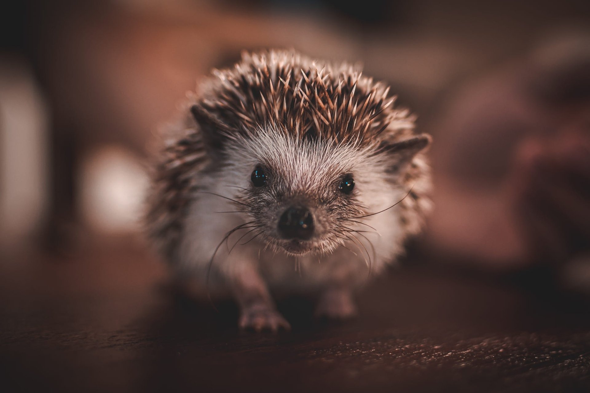 Download Animal Hedgehog HD Wallpaper