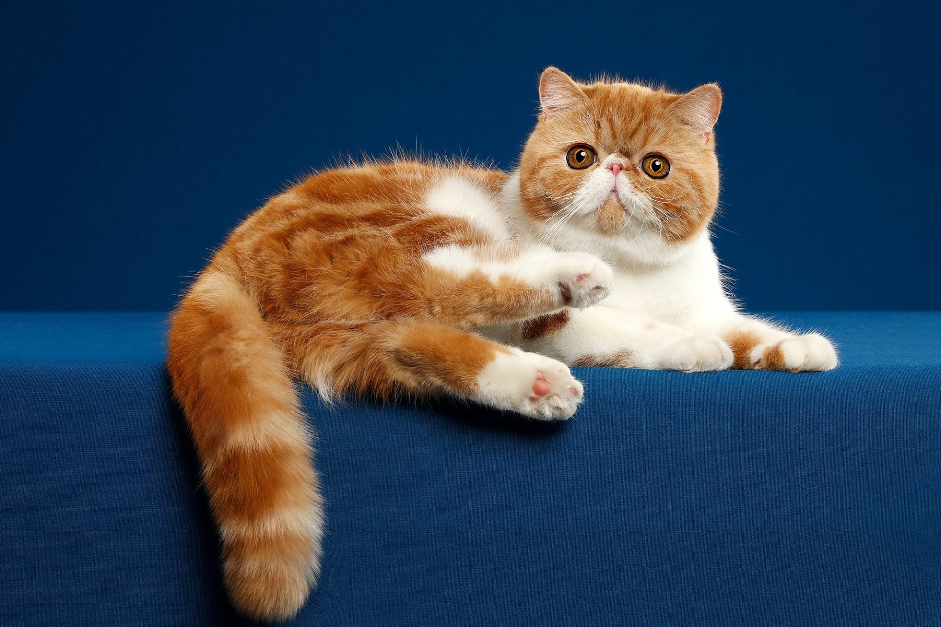 Download Animal Cat HD Wallpaper | 2000x1333 | Wallpaper Abyss